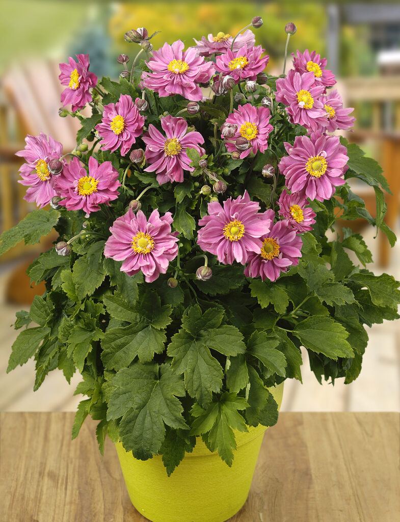 Anemone Pretty Lady Emily - Walter Blom Plants B.V.