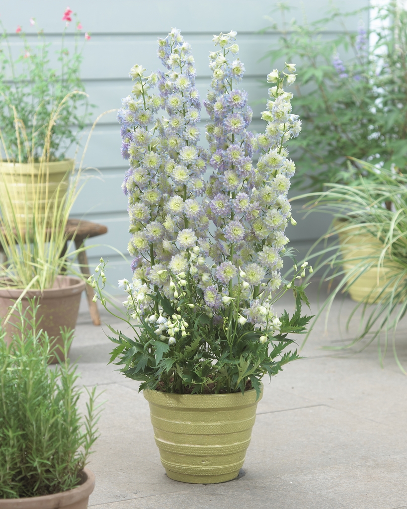 Delphinium elatum Highlander Moonlight - Walter Blom Plants B.V.