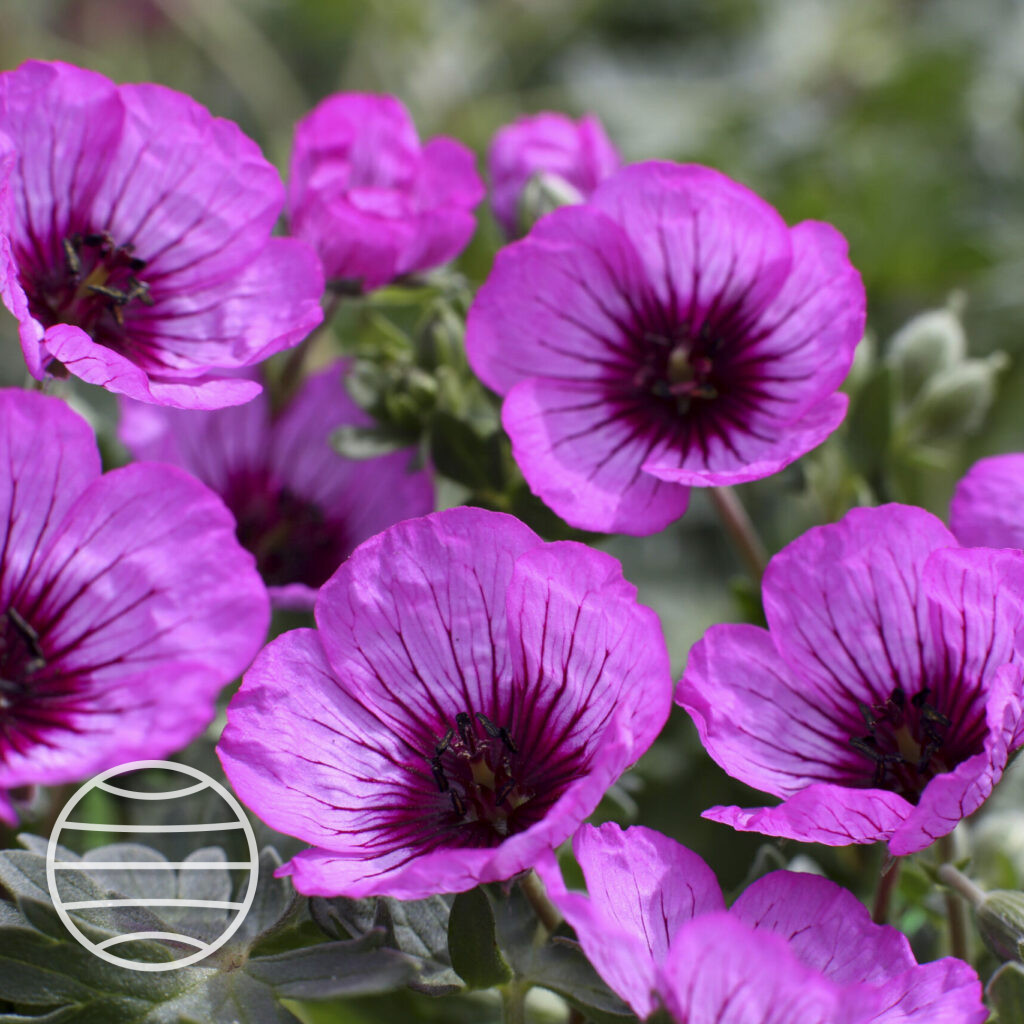 Geranium cinereum Jolly Jewel™ Night - Walter Blom Plants B.V.