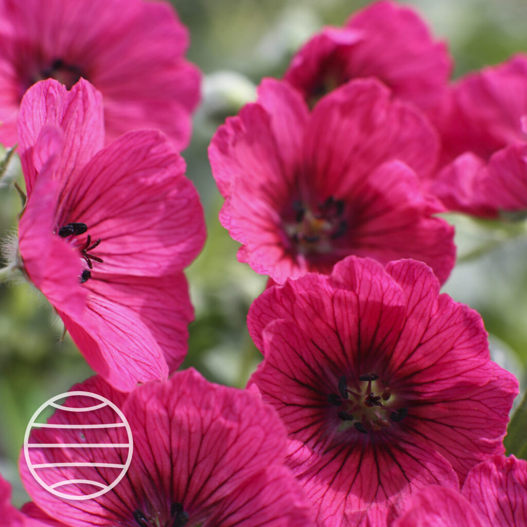 Geranium cinereum Jolly Jewel™ Raspberry - Walter Blom Plants B.V.