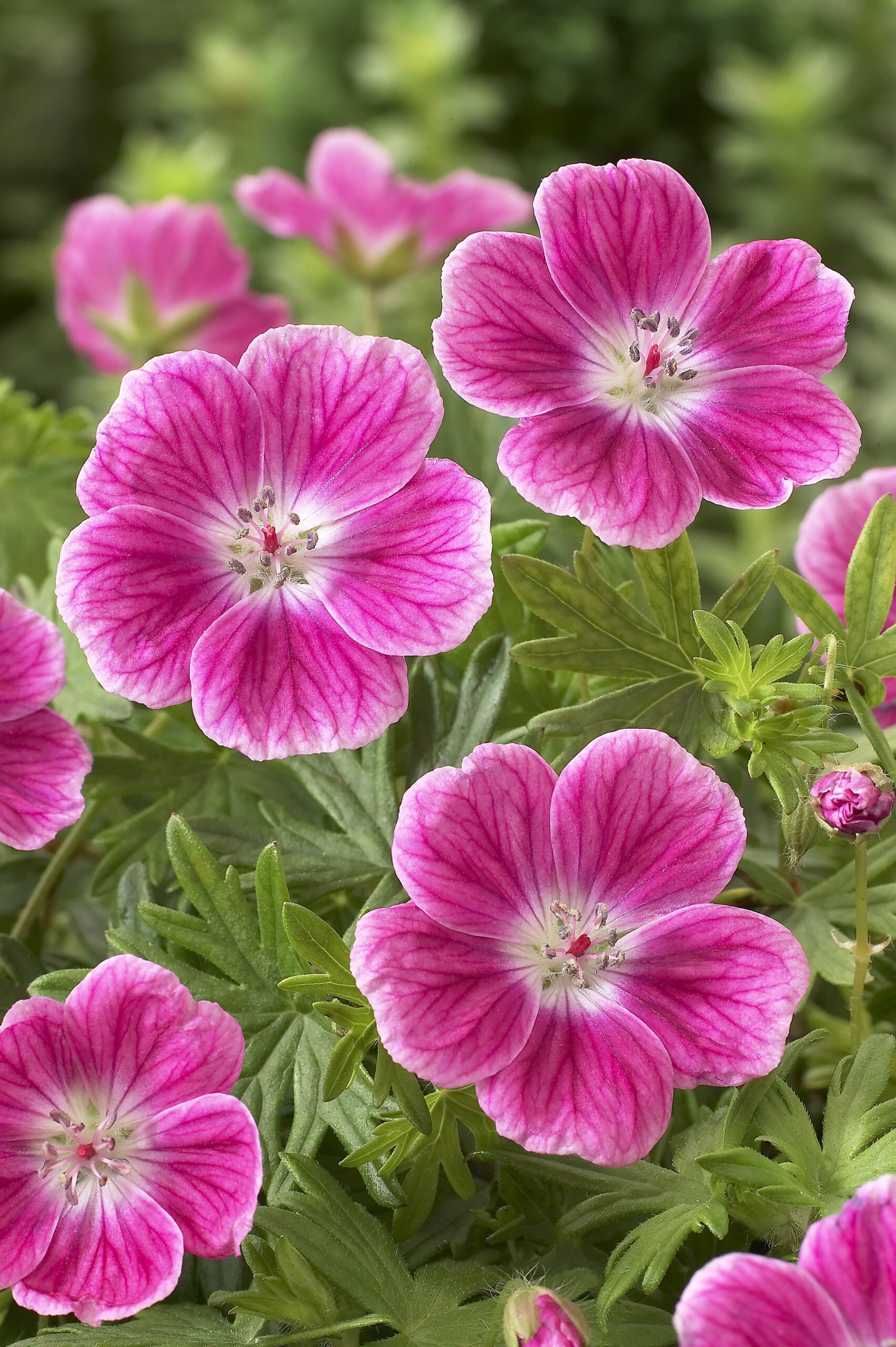 Geranium sanguineum Elke - Walter Blom Plants B.V.