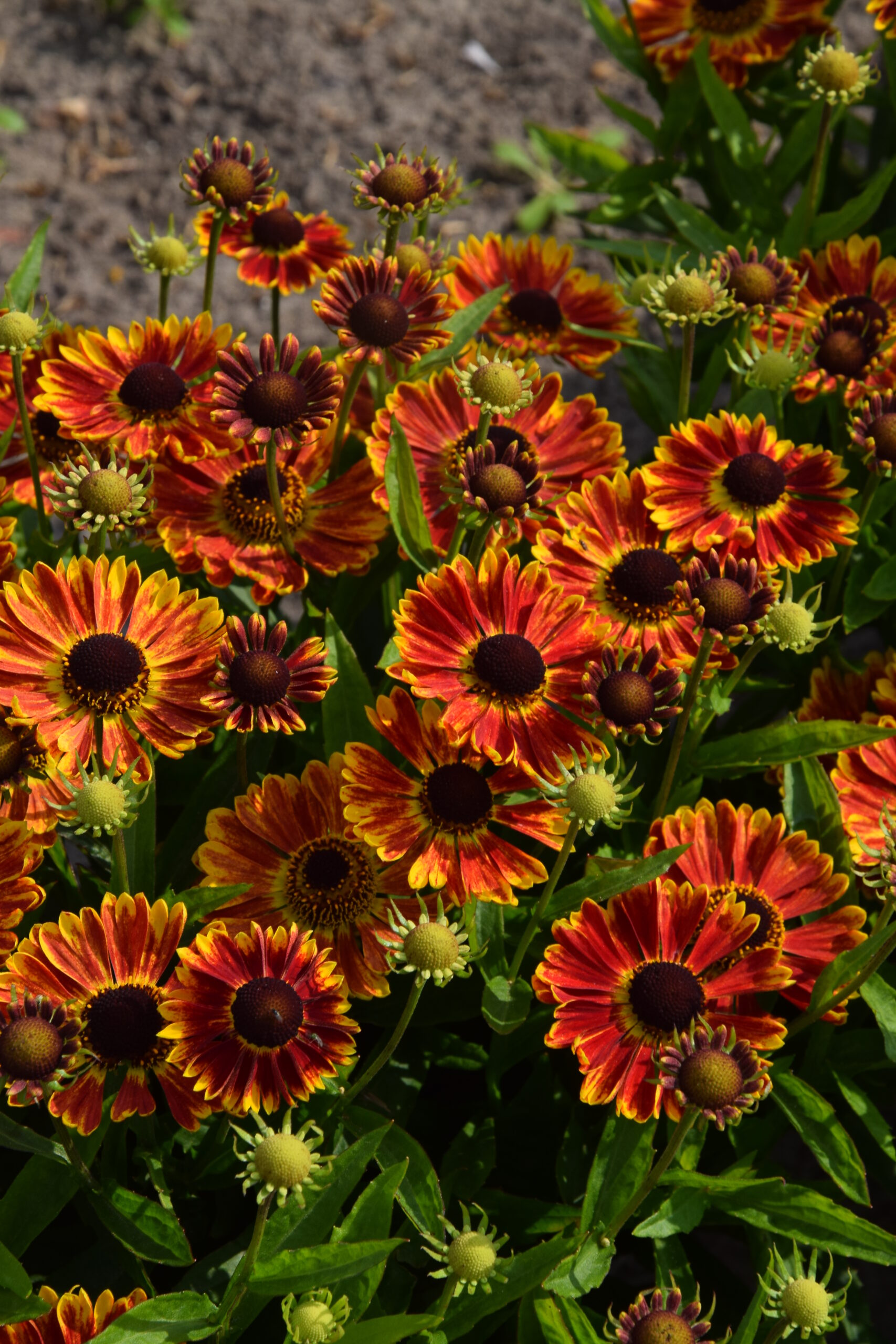 Helenium Mariachi™ Bandera - Walter Blom Plants B.V.