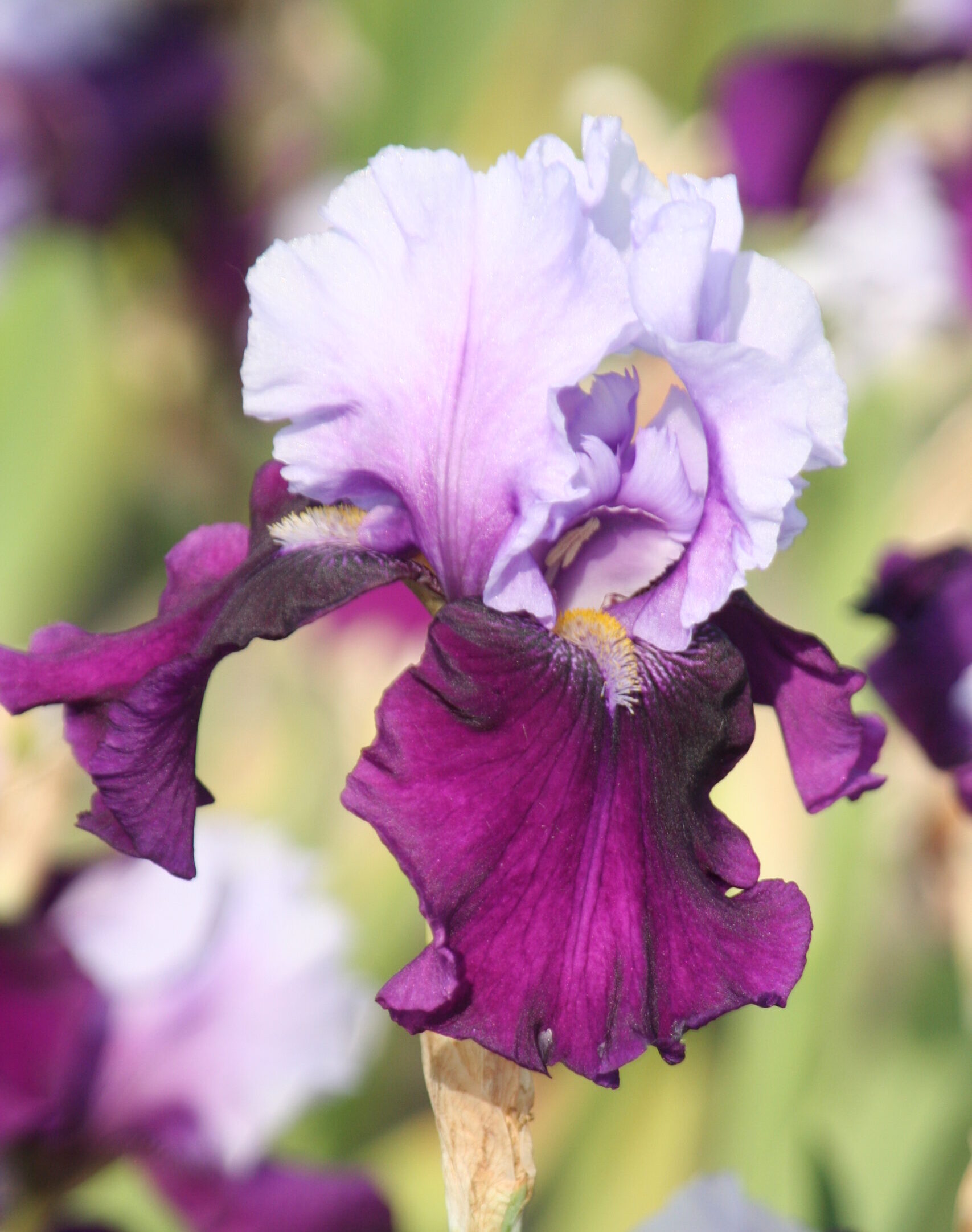 Iris germanica Blue Bird Wine - Walter Blom Plants B.V.