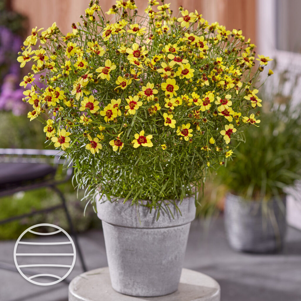 Coreopsis verticillata Sizzle & Spice® Sassy Saffron® - Walter Blom ...