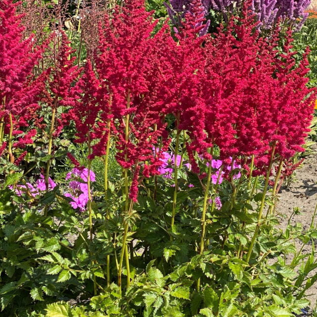 Astilbe Mighty™ Chocolate Cherry - Walter Blom Plants B.V.