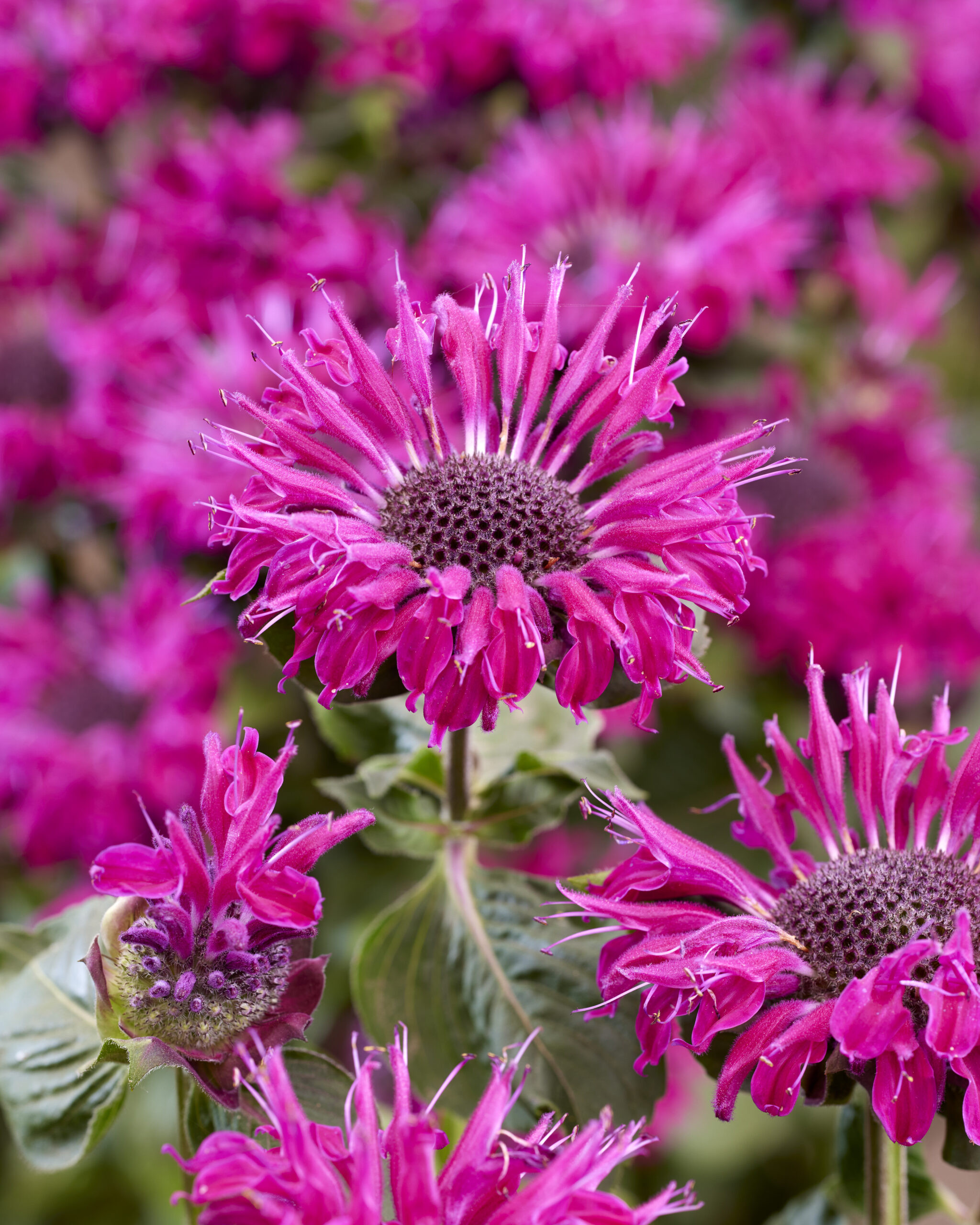 Monarda Elegant™ Purple - Walter Blom Plants B.V.