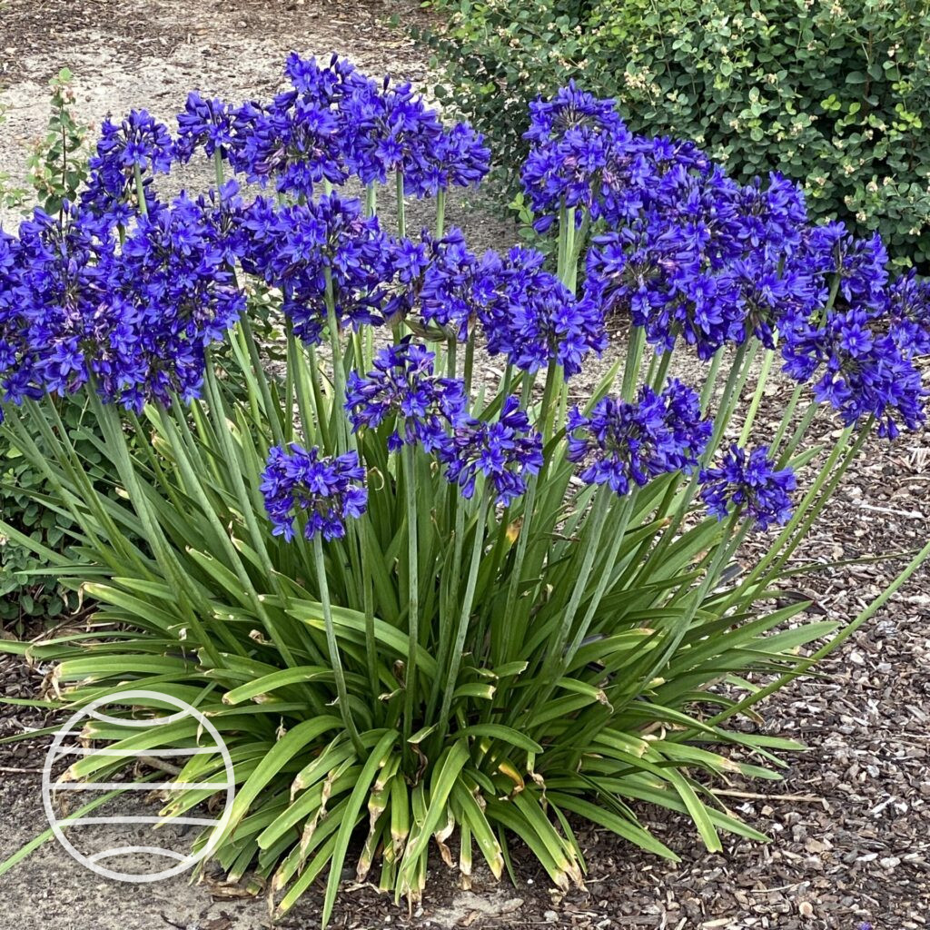 Agapanthus Magical® Sonila - Walter Blom Plants B.V.