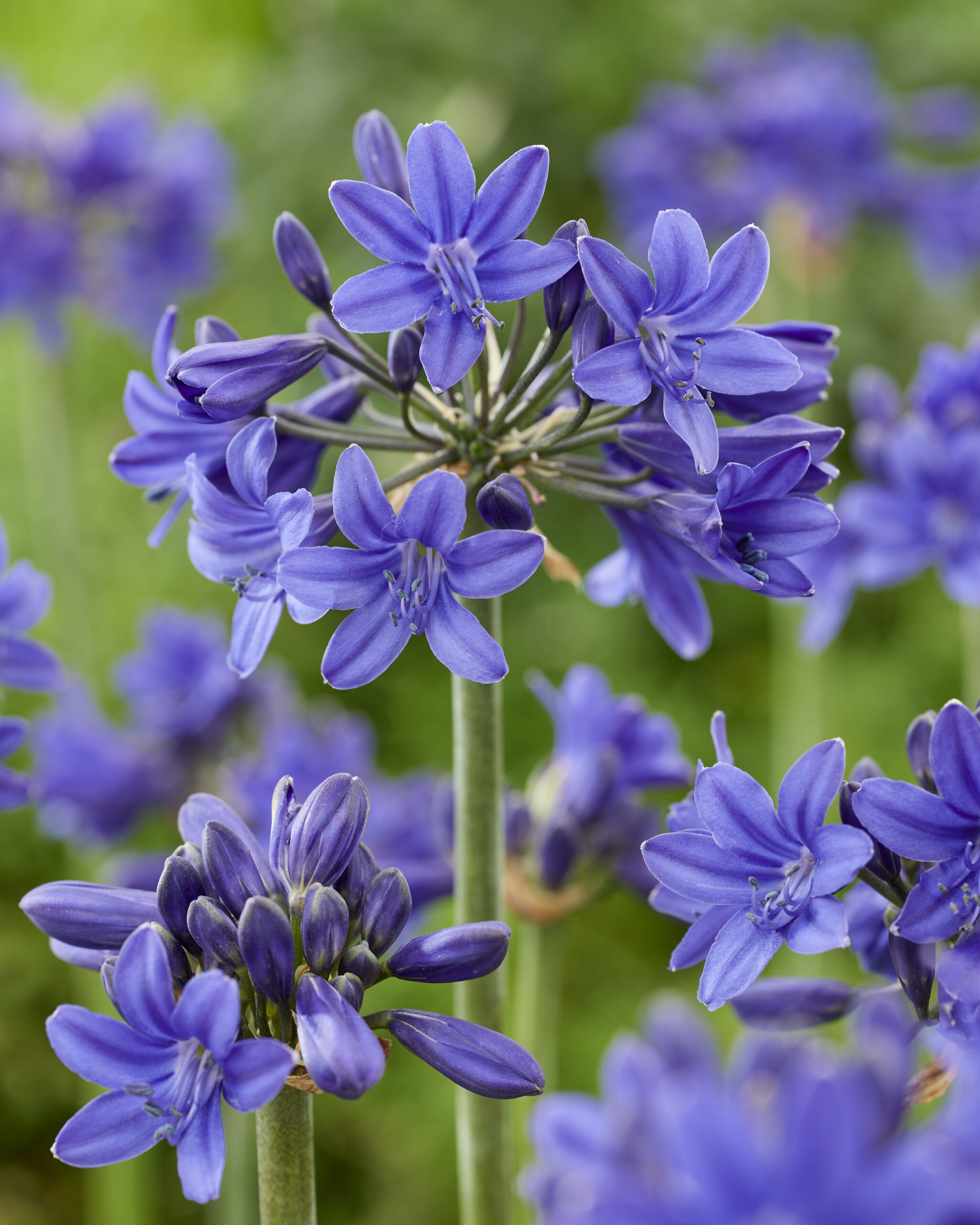 Agapanthus Magical® Sonila - Walter Blom Plants B.V.