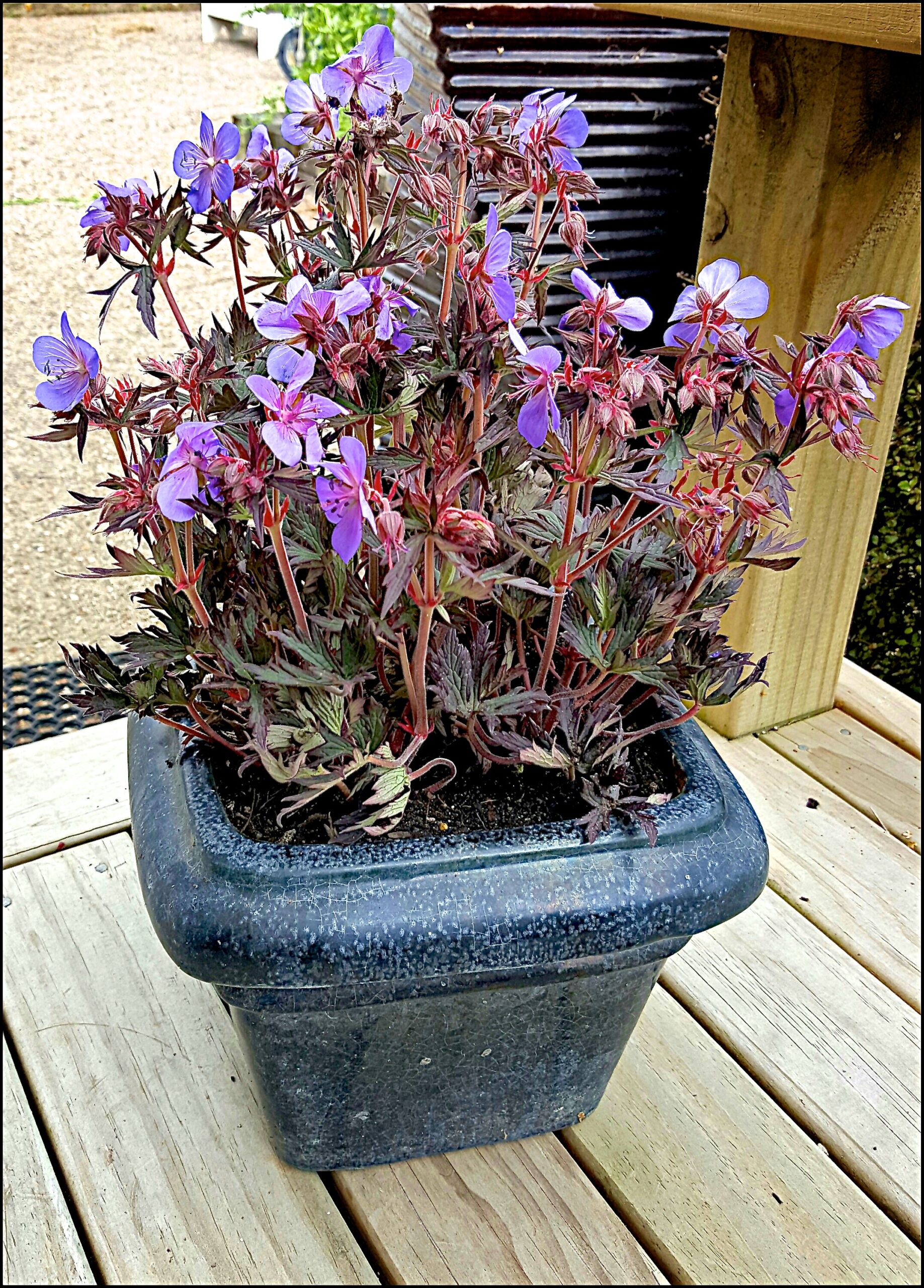 Geranium Pratense Black Beauty - Walter Blom Plants B.V.