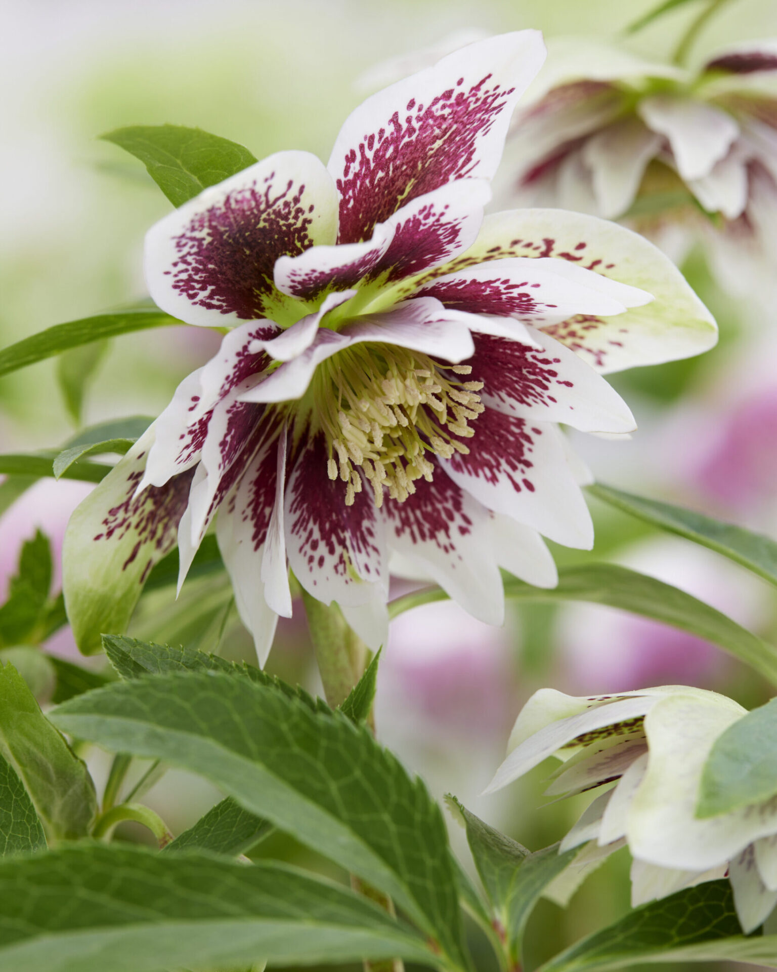 Helleborus orientalis Solar™ Sashay - Walter Blom Plants B.V.