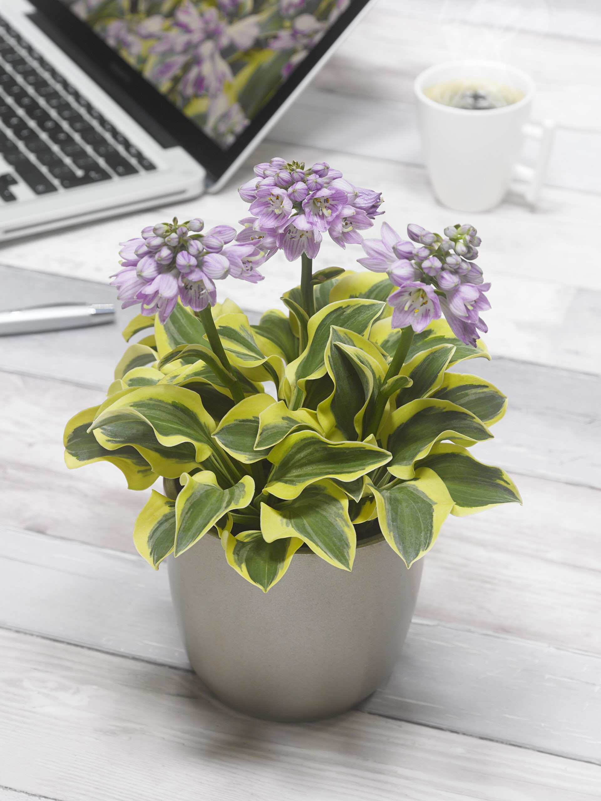 Hosta Mighty Mouse - Walter Blom Plants B.V.