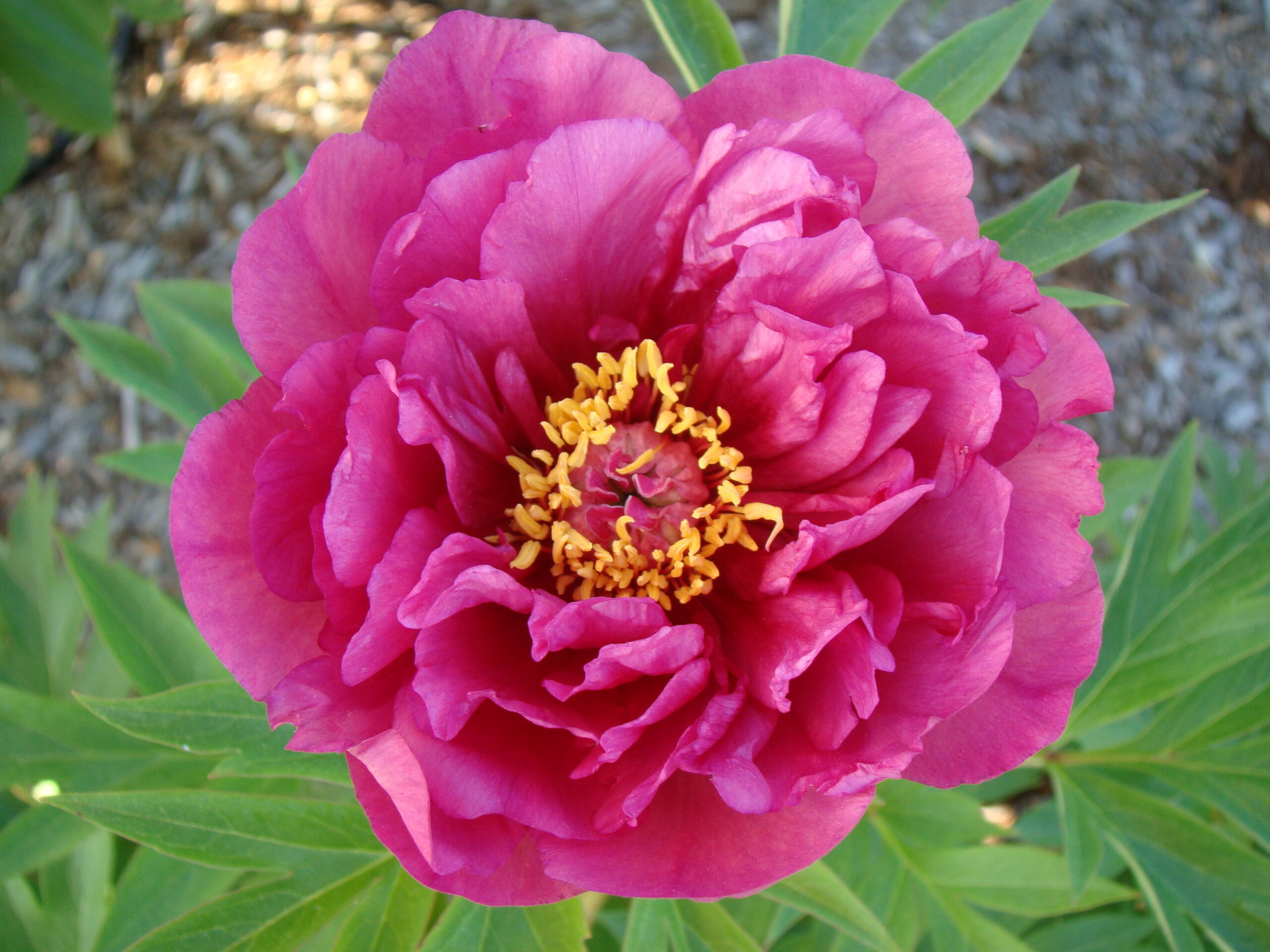 Paeonia Itoh Garden Candy® Evie Jane - Walter Blom Plants B.V.