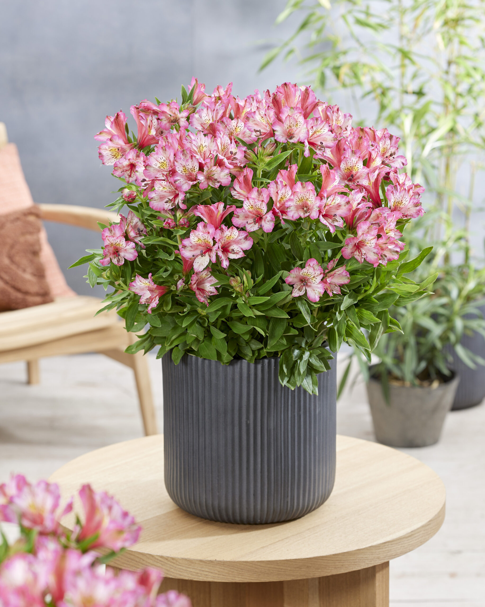 Alstroemeria Compact Charlotte - Walter Blom Plants B.V.