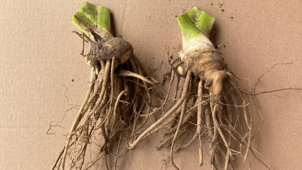 Bare Roots - Walter Blom Plants B.V.