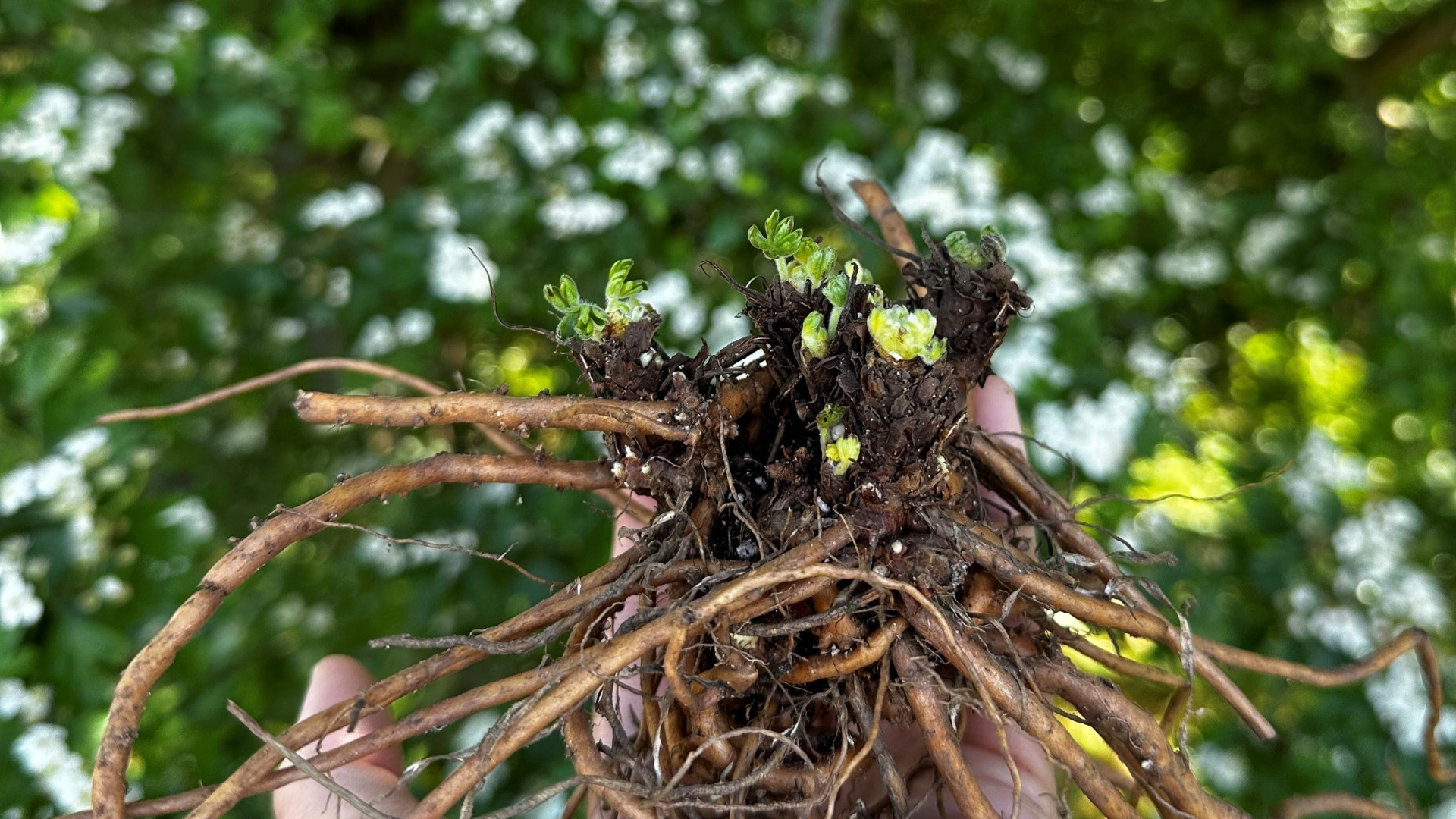 Bare Roots - Walter Blom Plants B.V.