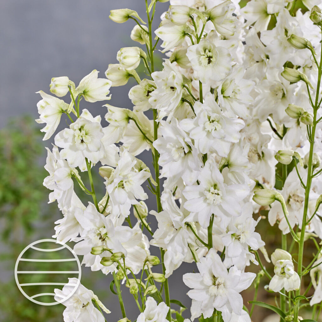 Delphinium Pixie Rocket® Moon Rocket - Walter Blom Plants B.V.