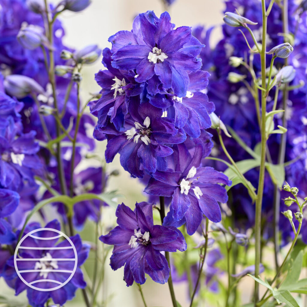 Delphinium Pixie Rocket® Neptune Rocket - Walter Blom Plants B.V.