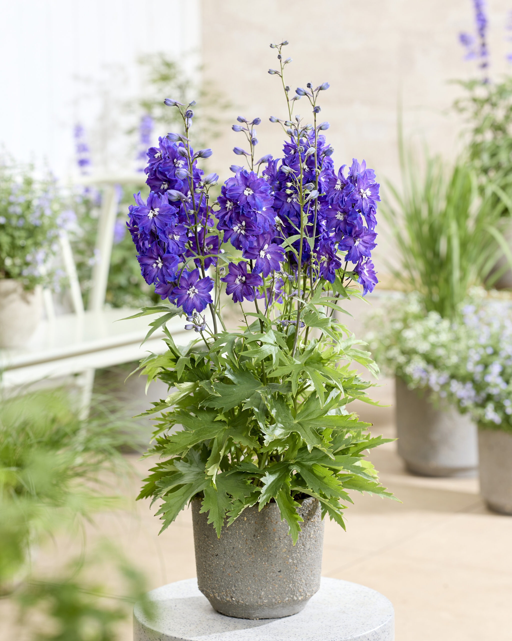 Delphinium Pixie Rocket® Neptune Rocket - Walter Blom Plants B.V.