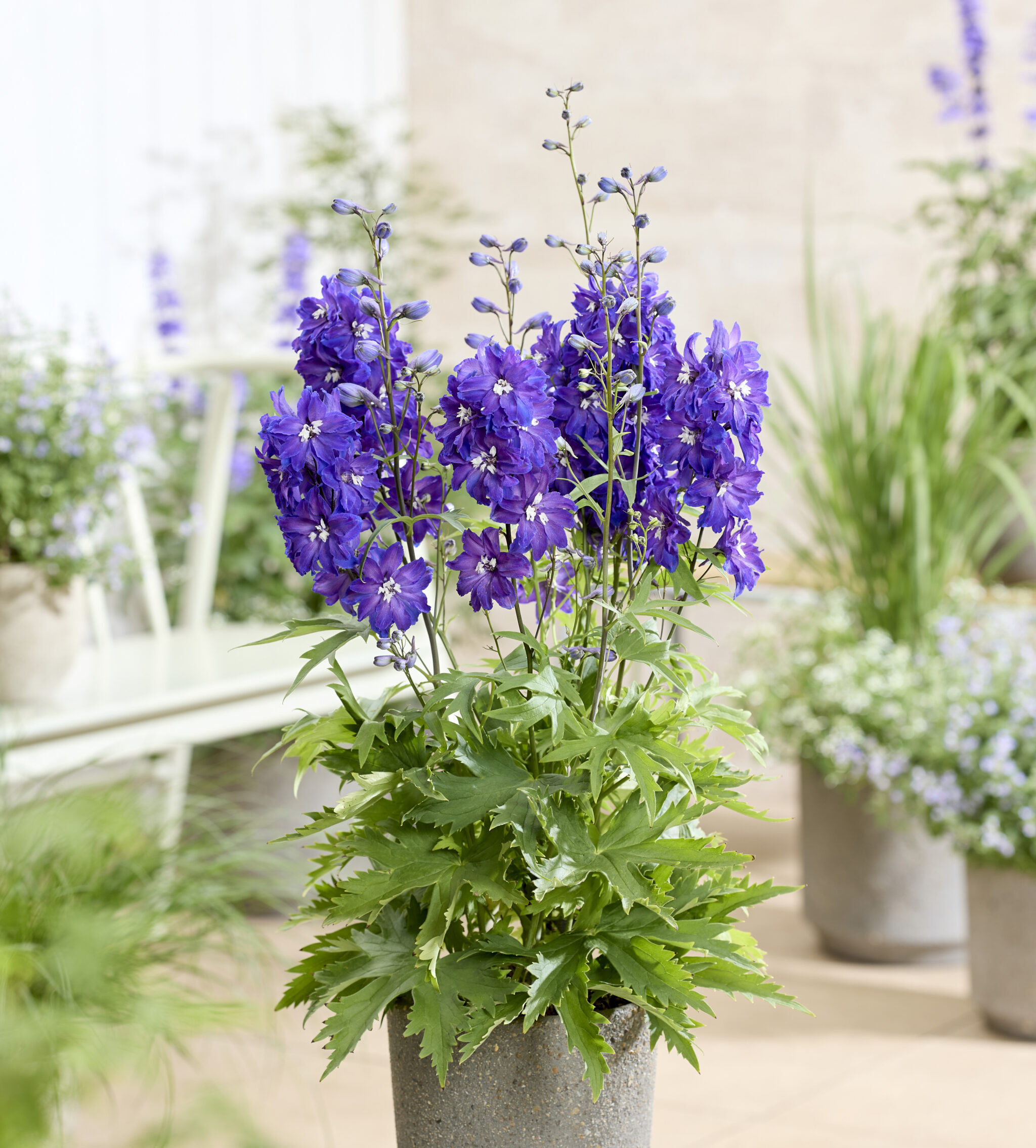 Delphinium Pixie Rocket® Neptune Rocket - Walter Blom Plants B.V.