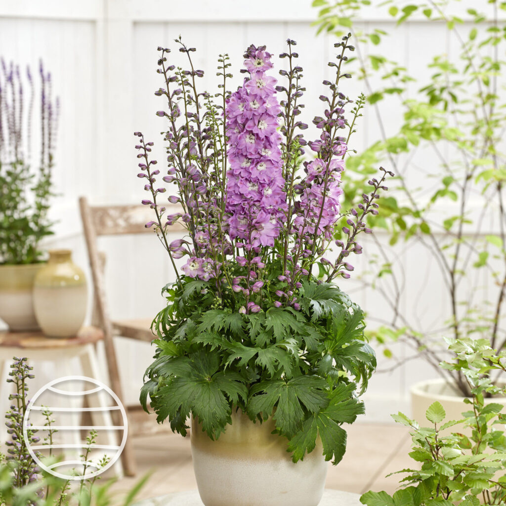Delphinium Pixie Rocket® Rose Rocket - Walter Blom Plants B.V.