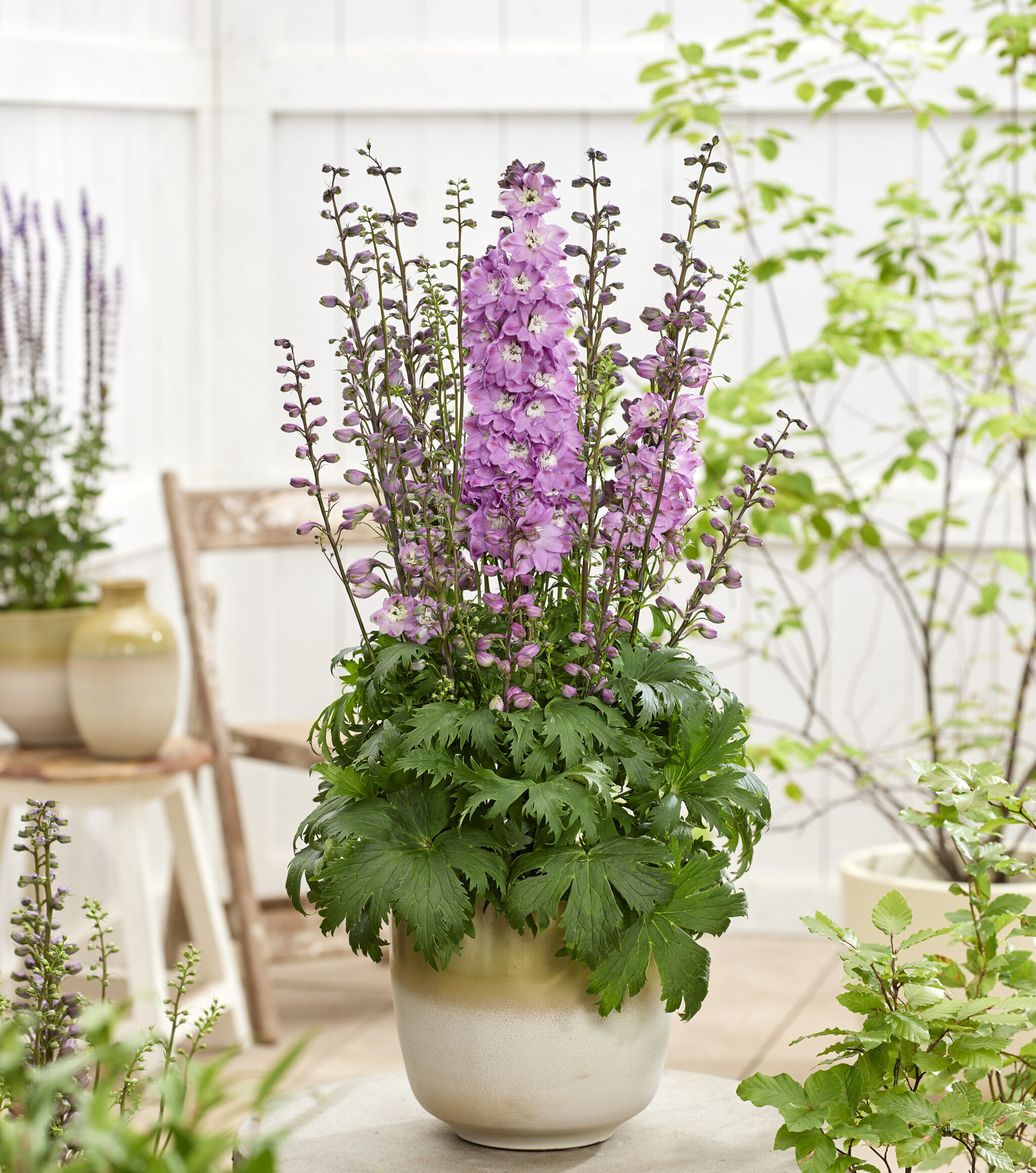 Delphinium Pixie Rocket® Rose Rocket - Walter Blom Plants B.V.