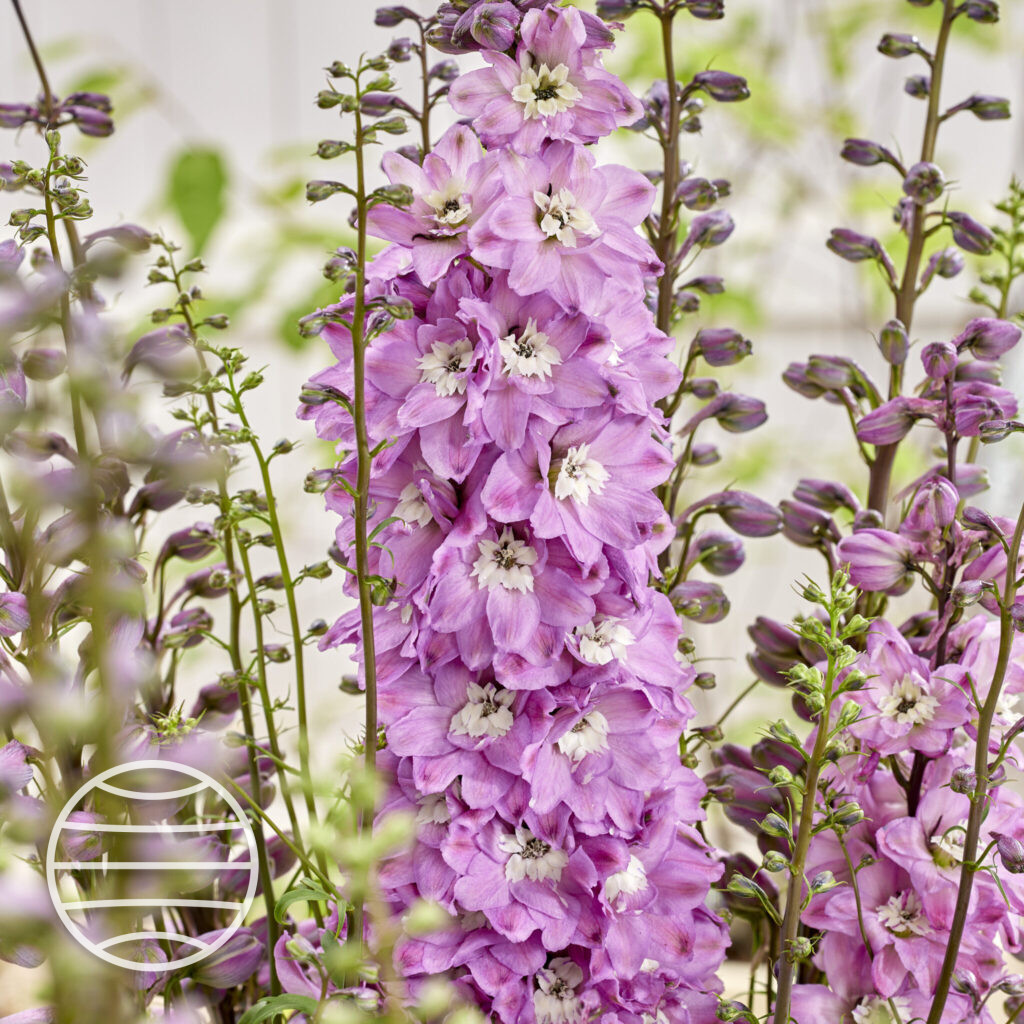 Delphinium Pixie Rocket® Rose Rocket - Walter Blom Plants B.V.