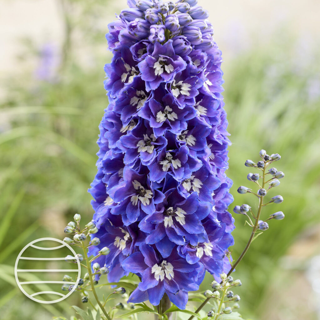Delphinium Pixie Rocket® Sky Rocket - Walter Blom Plants B.V.