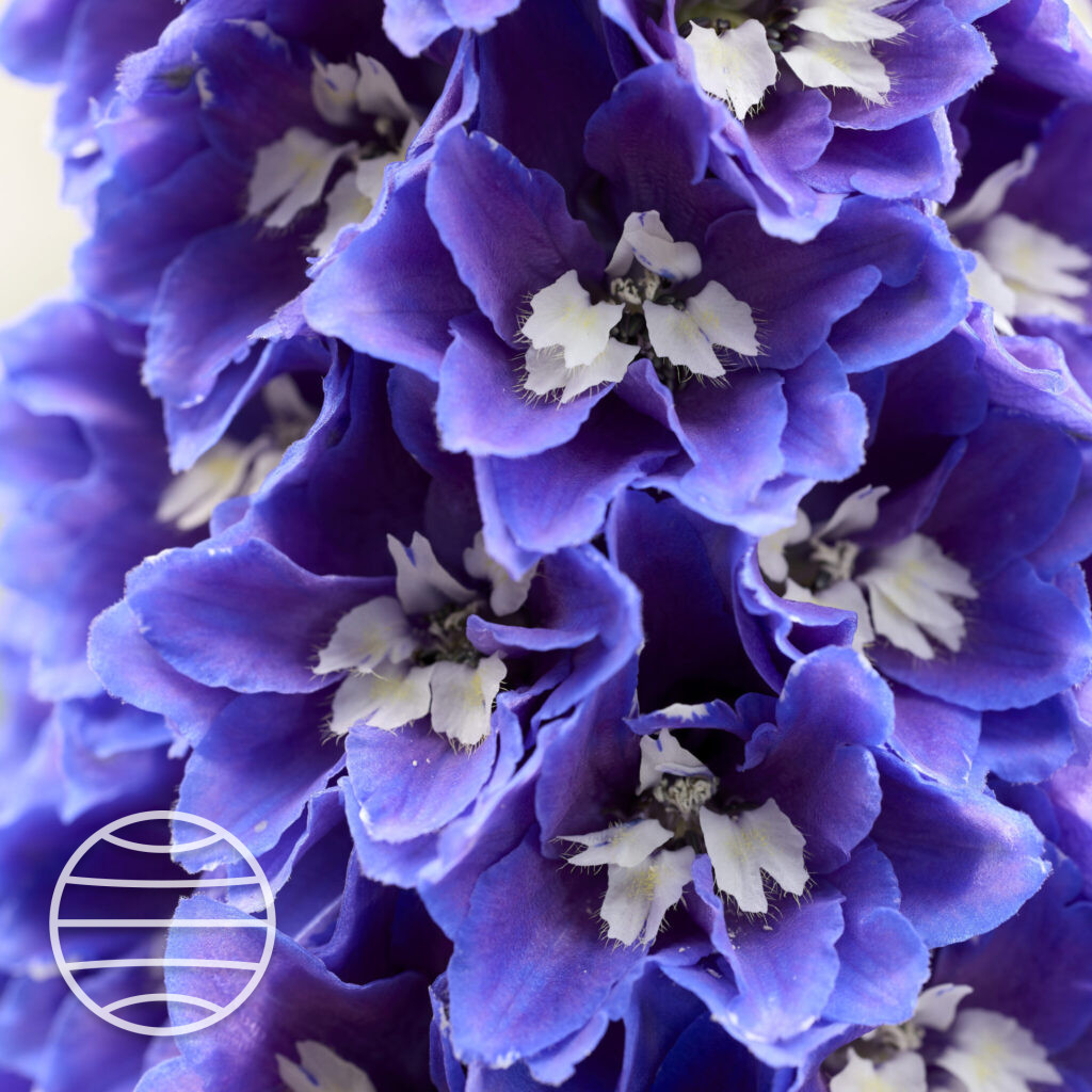 Delphinium Pixie Rocket® Sky Rocket - Walter Blom Plants B.V.