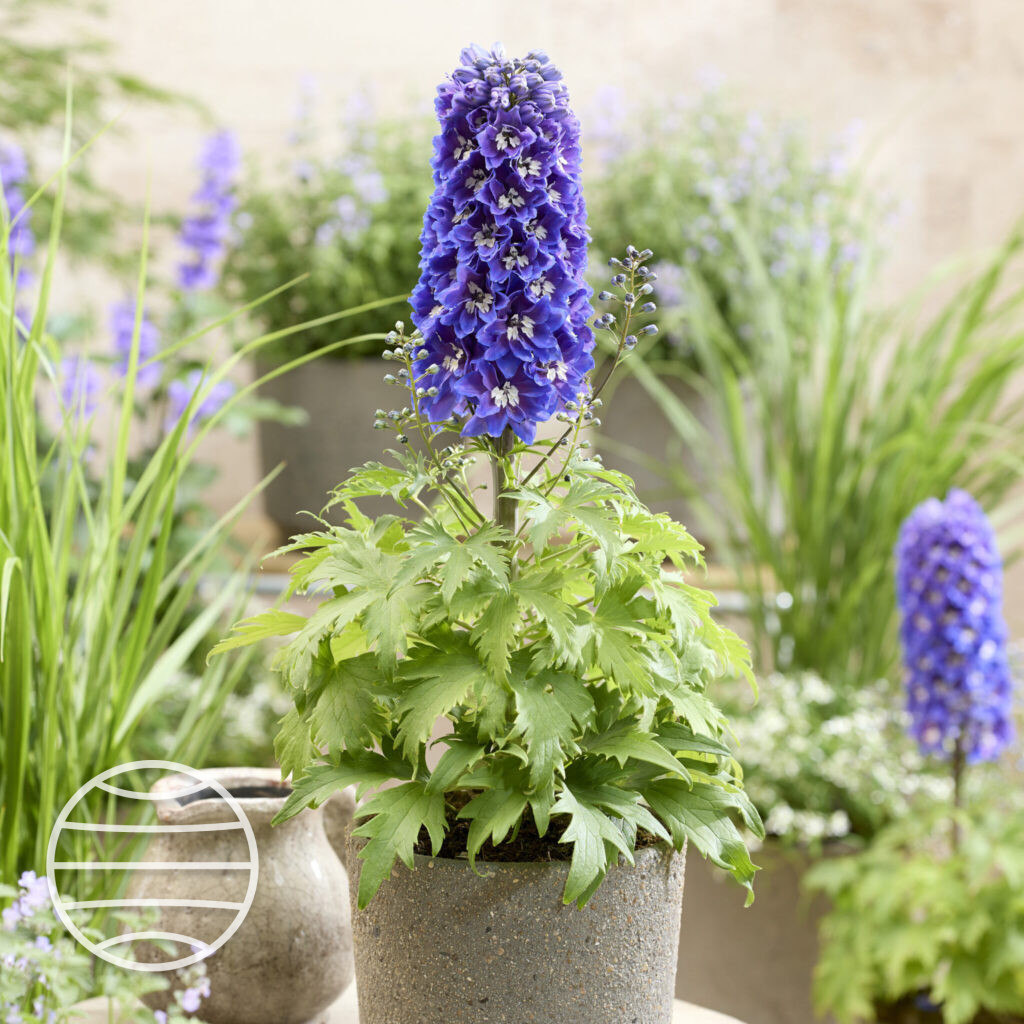 Delphinium Pixie Rocket® Sky Rocket - Walter Blom Plants B.V.