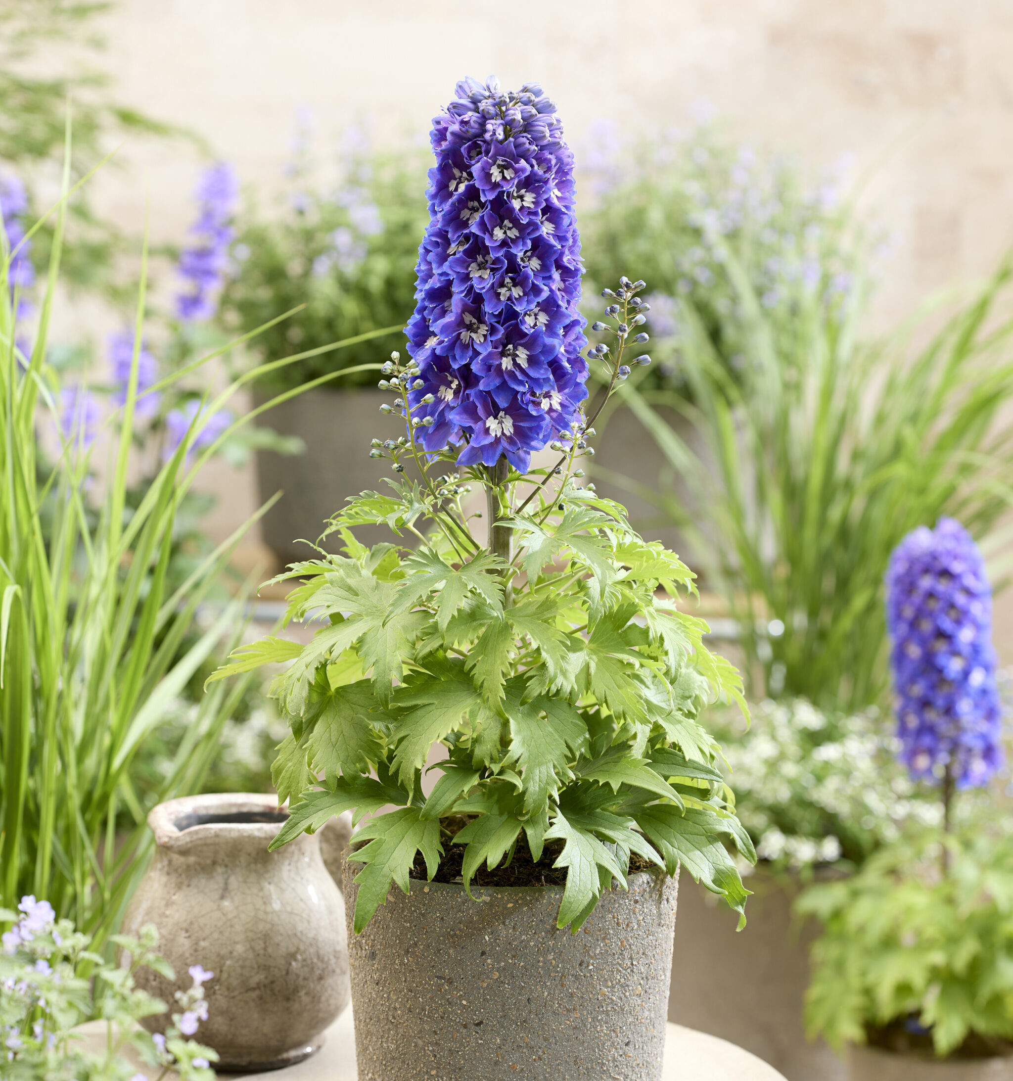 Delphinium Pixie Rocket® Sky Rocket - Walter Blom Plants B.V.