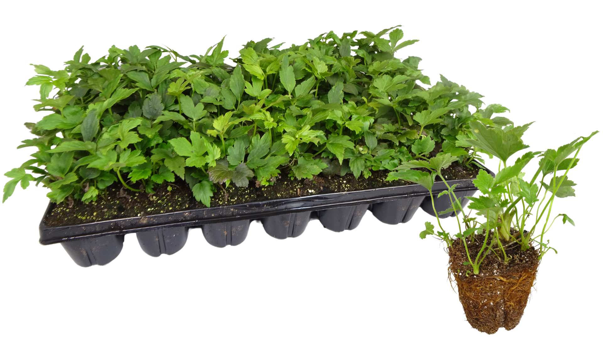 Jumbo Plugs - Walter Blom Plants B.V.