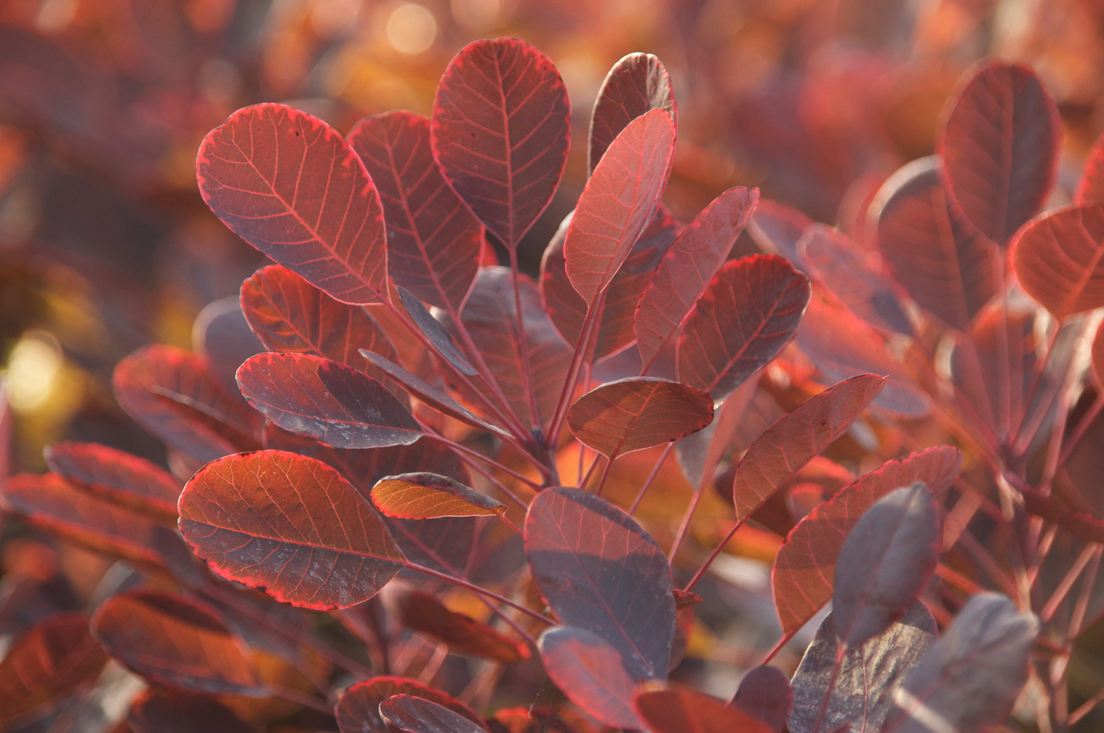 Cotinus coggyria Lilla - Walter Blom Plants B.V.