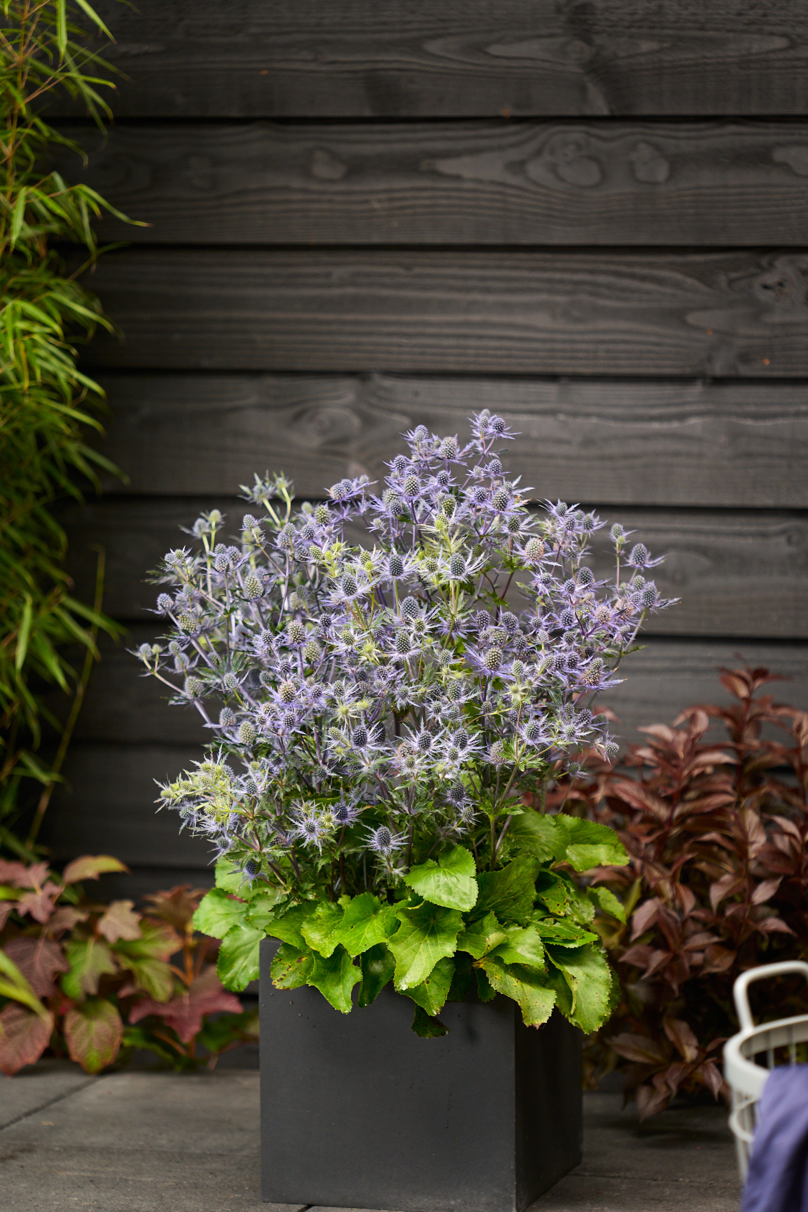 Eryngium Magical® Purple Lagoon - Walter Blom Plants B.V.