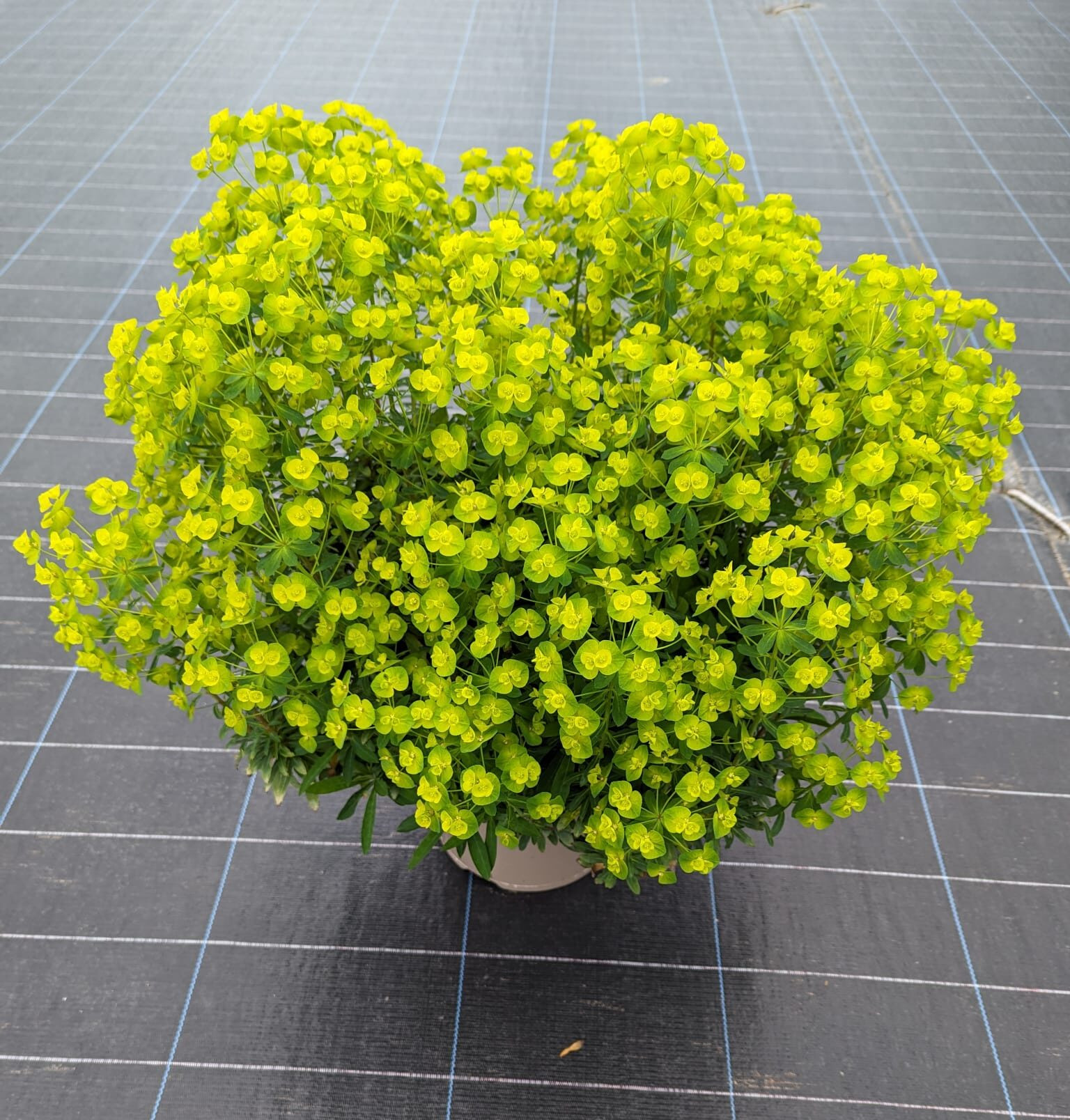 Euphorbia amygdaloides Va-Va-Voom - Walter Blom Plants B.V.