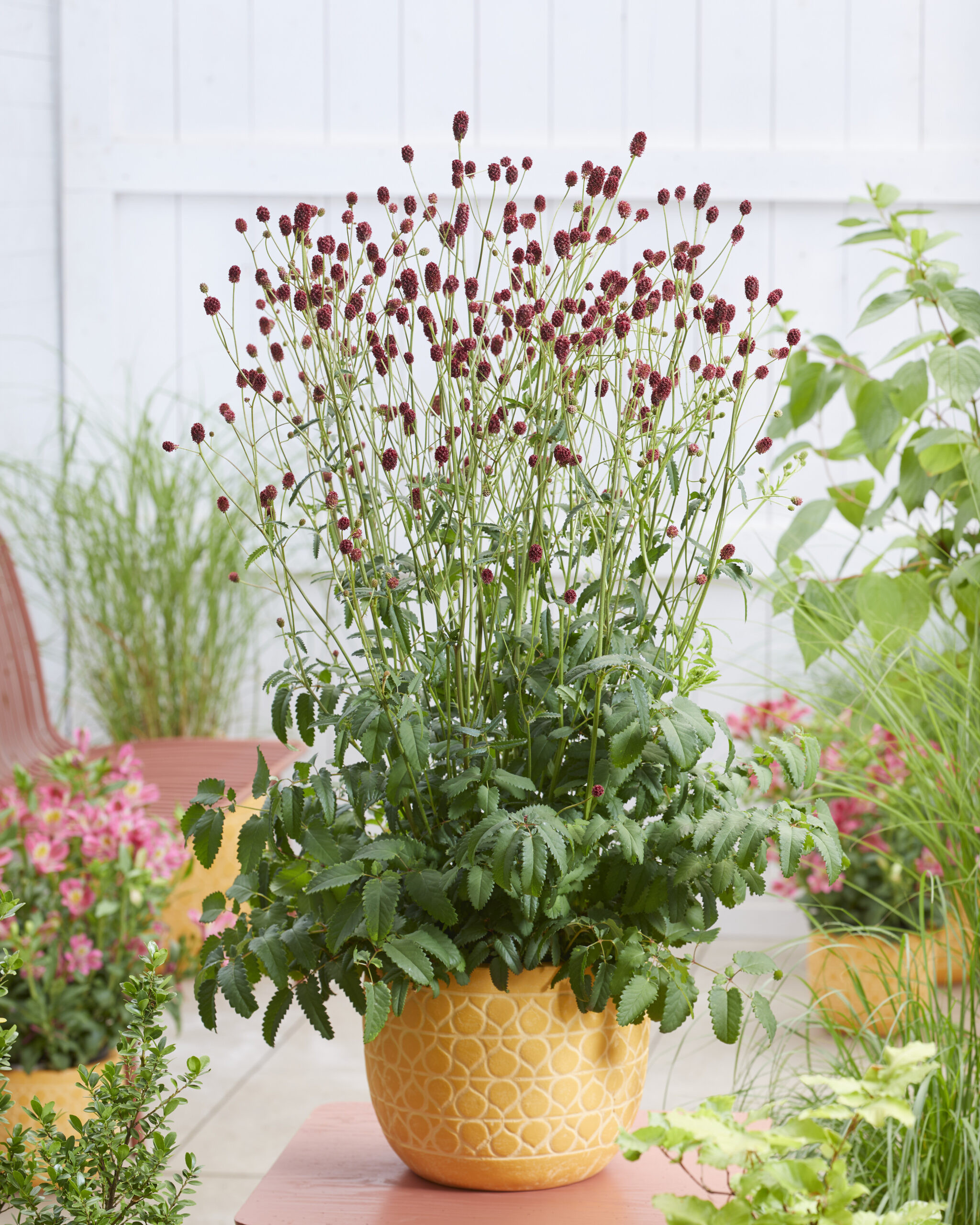 Sanguisorba officinalis First Star - Walter Blom Plants B.V.