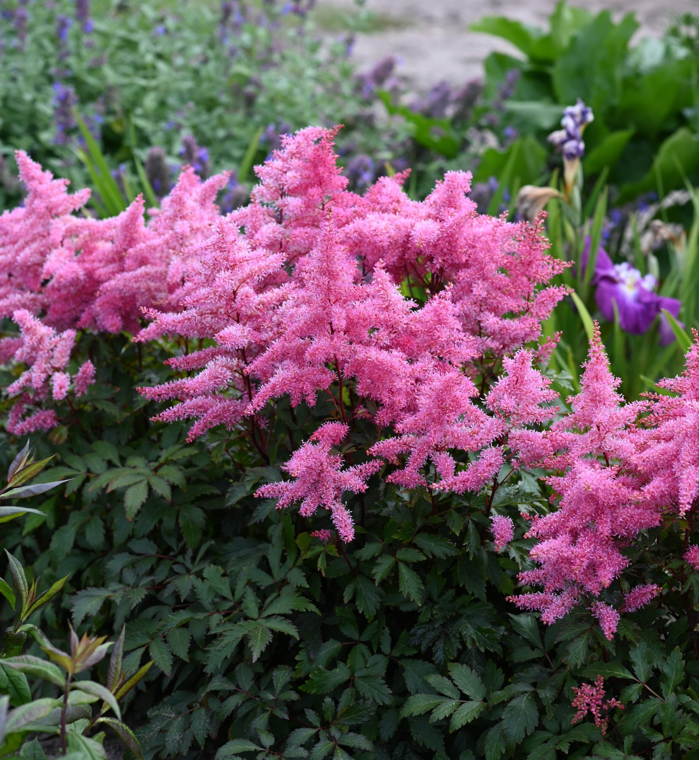 Astilbe Hybrids Freya® - Walter Blom Plants B.V.