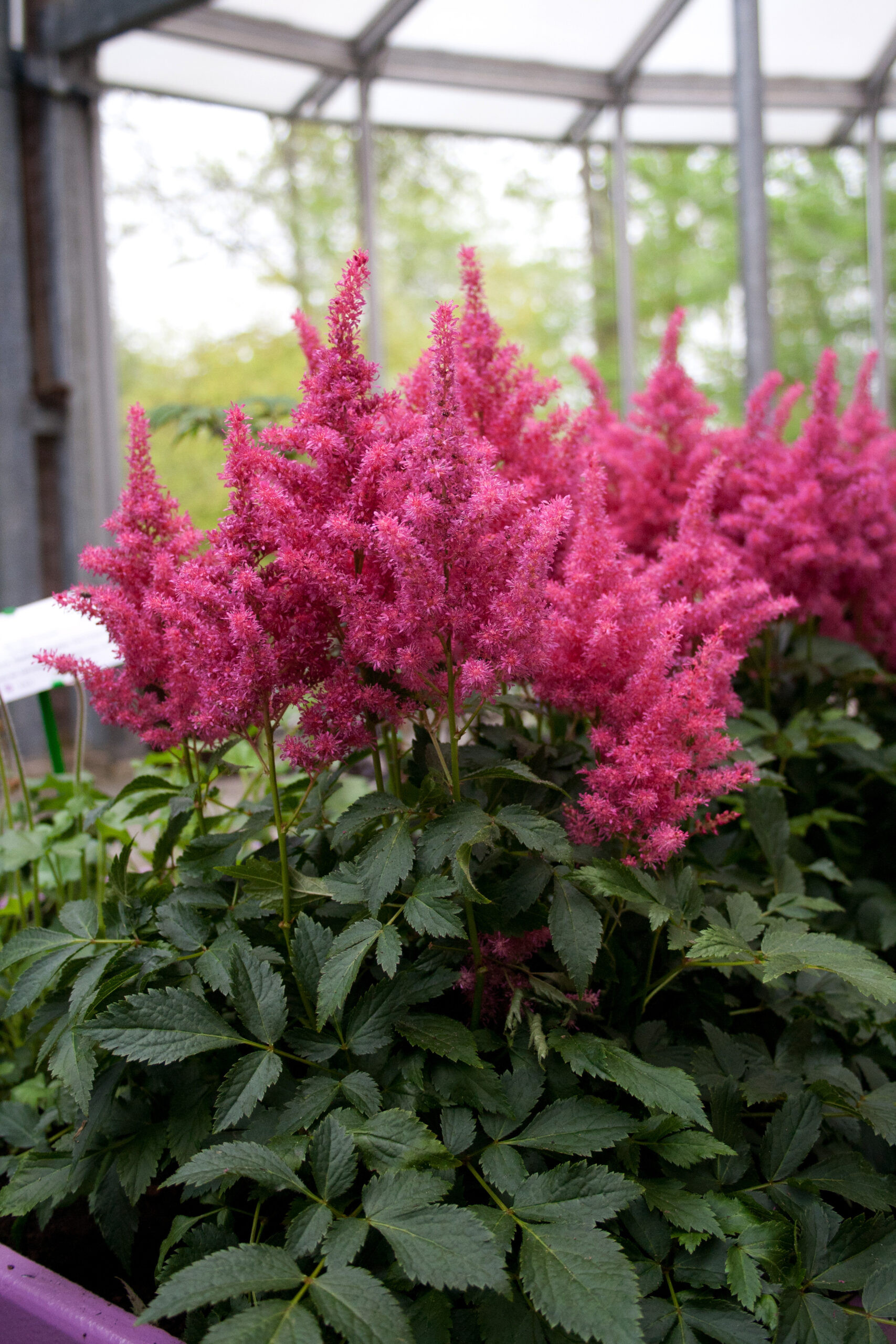 Astilbe Hybrids Lara® - Walter Blom Plants B.V.