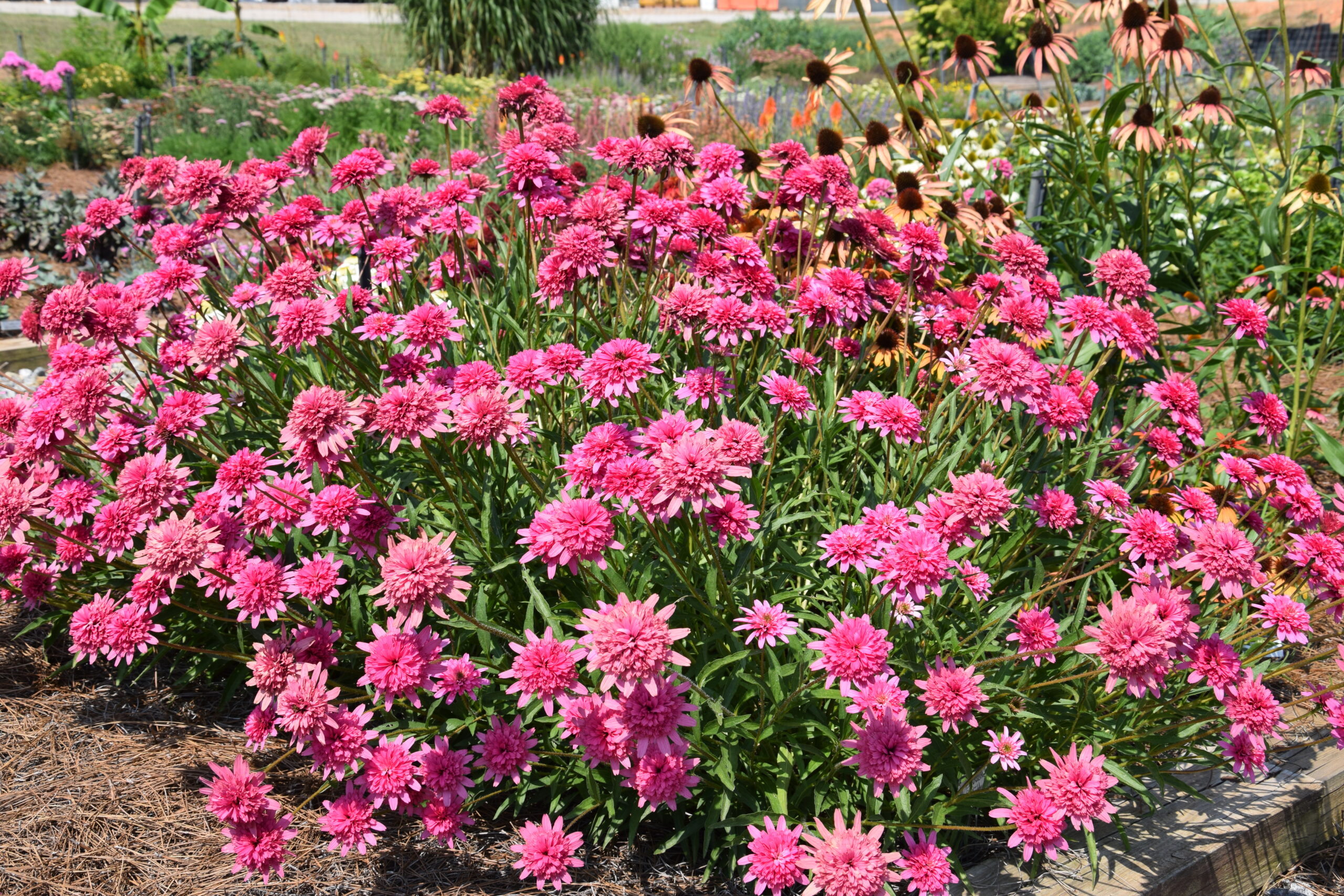 Echinacea compact double Mini Belle - Walter Blom Plants B.V.