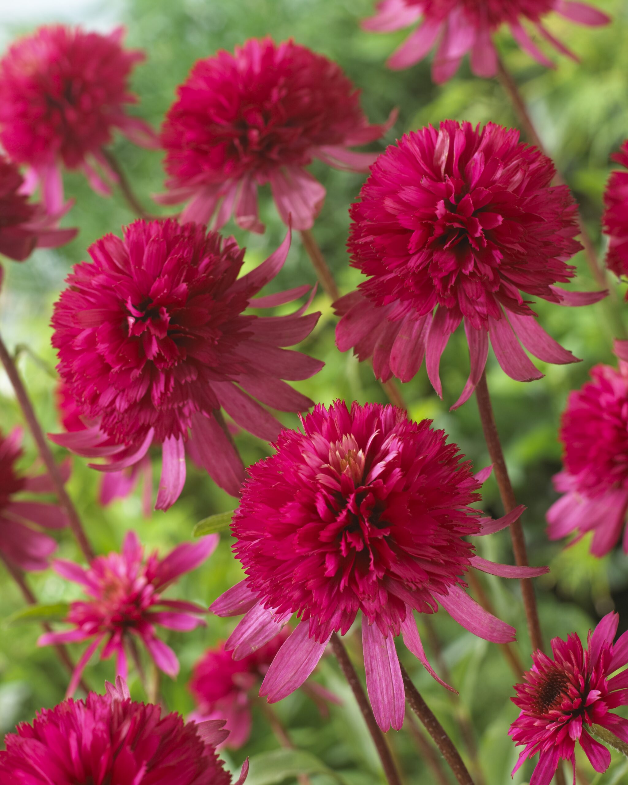 Echinacea tall double Southern Belle - Walter Blom Plants B.V.
