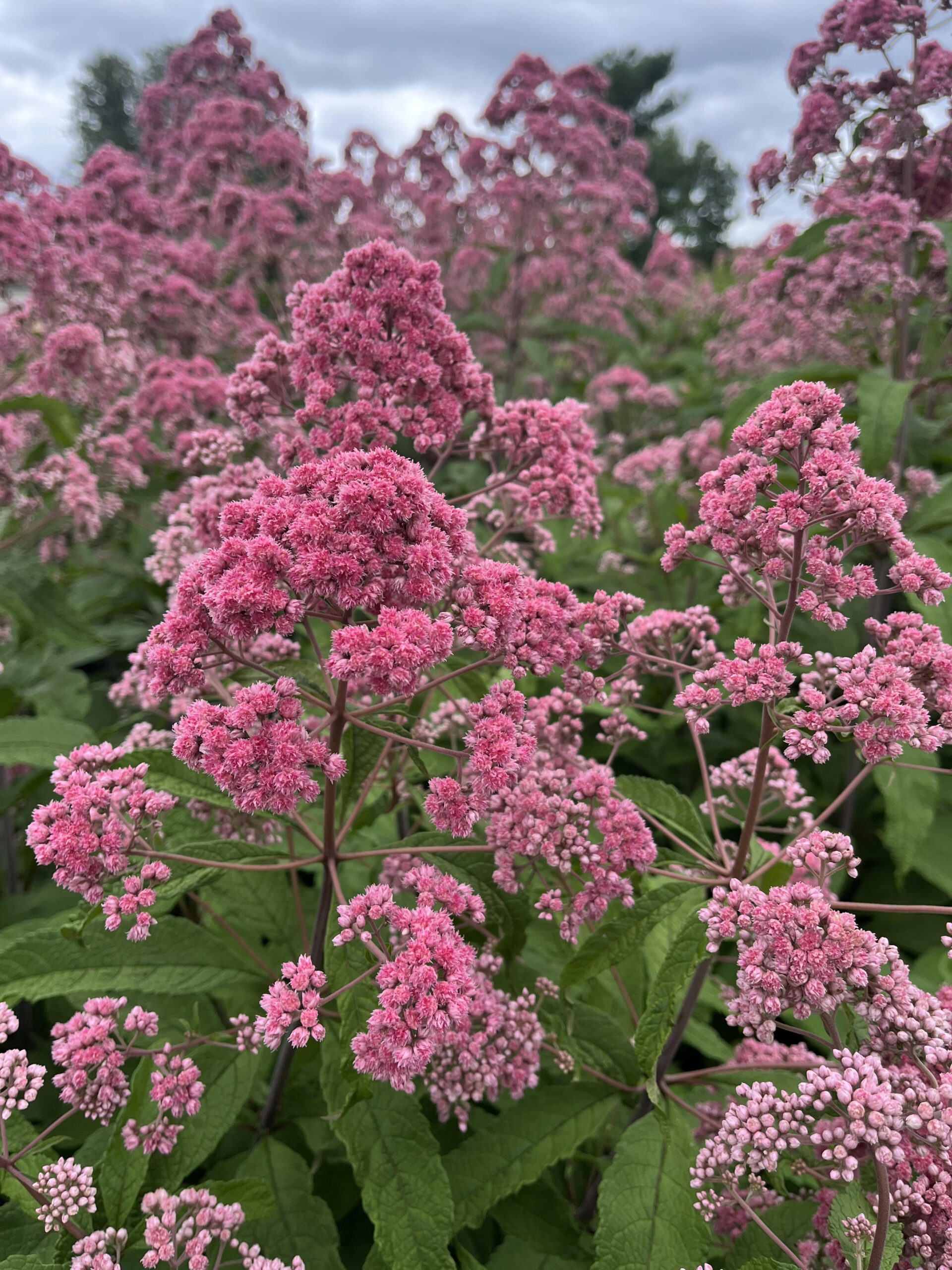 Eupatorium Jo Jo - Walter Blom Plants B.V.