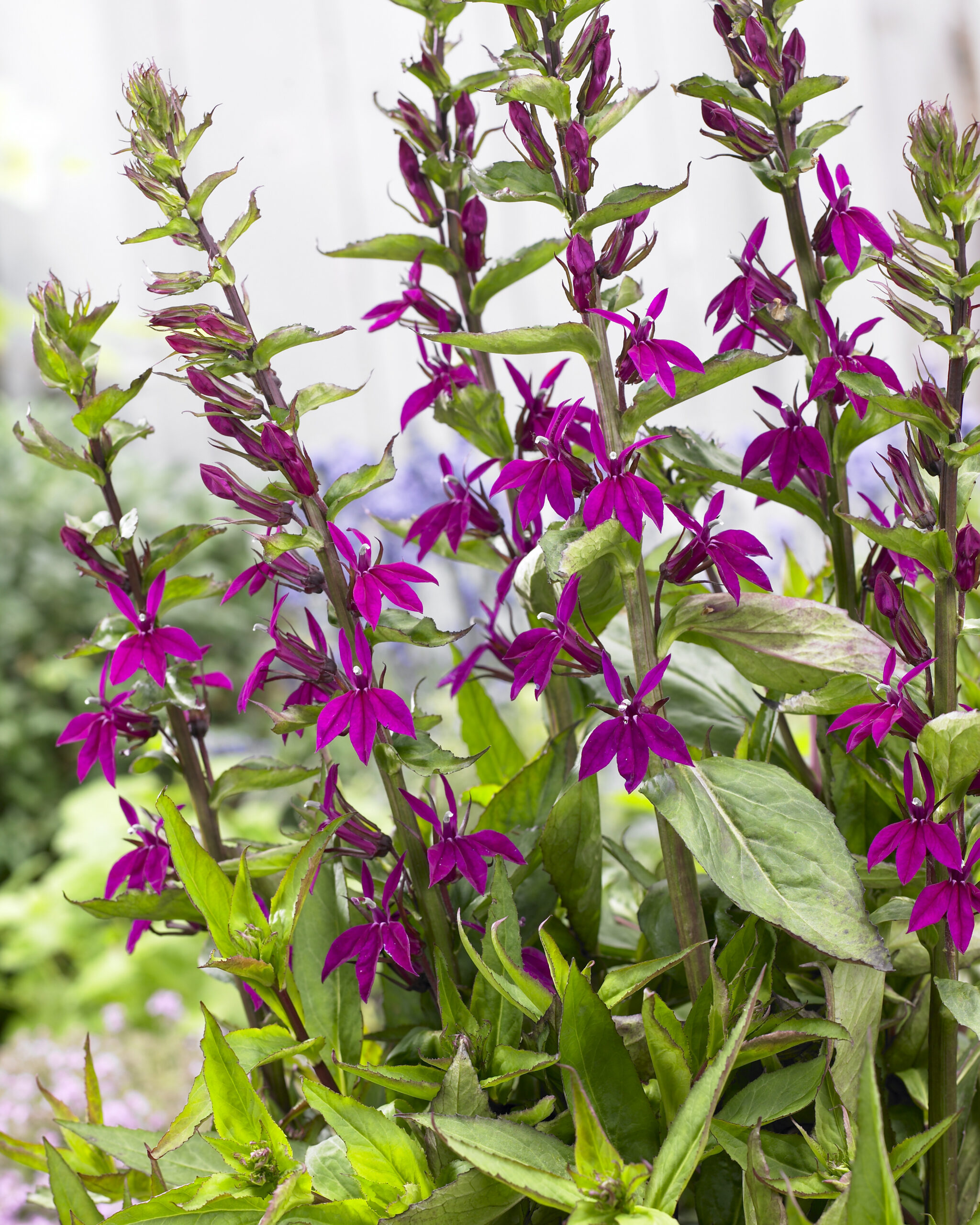 Lobelia Tania - Walter Blom Plants B.V.