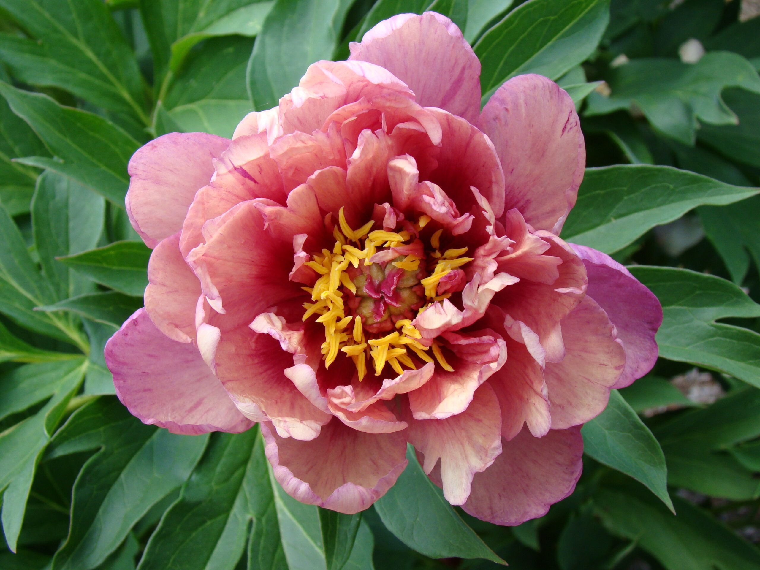 Paeonia Itoh Garden Candy® Berry Berry Fine - Walter Blom Plants B.V.