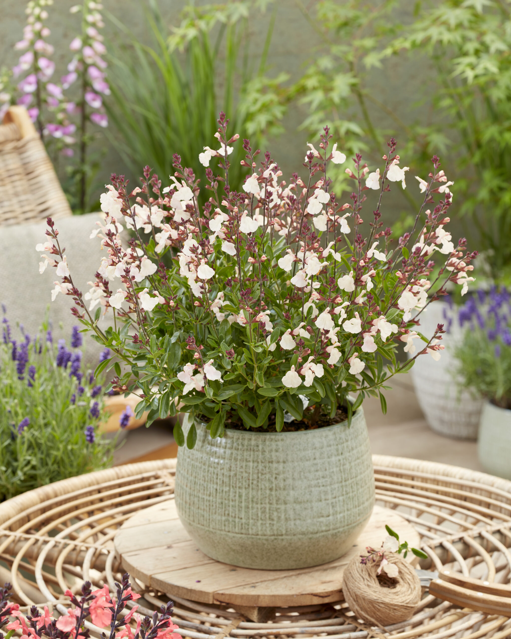 Salvia Magical® Congo - Walter Blom Plants B.V.