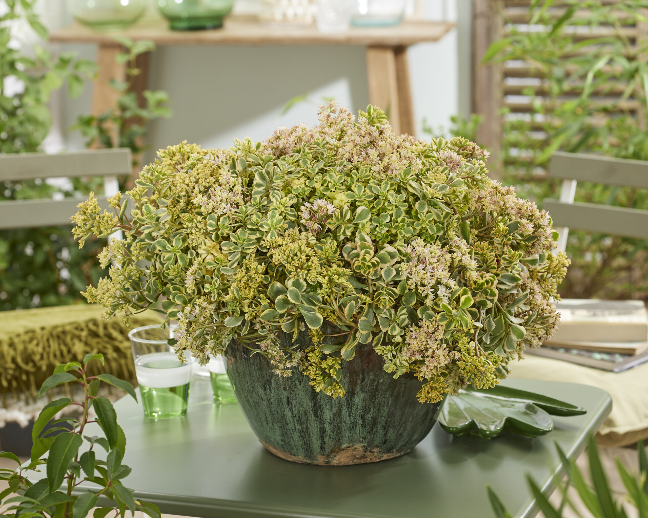 Sedum Little Gecko - Walter Blom Plants B.V.
