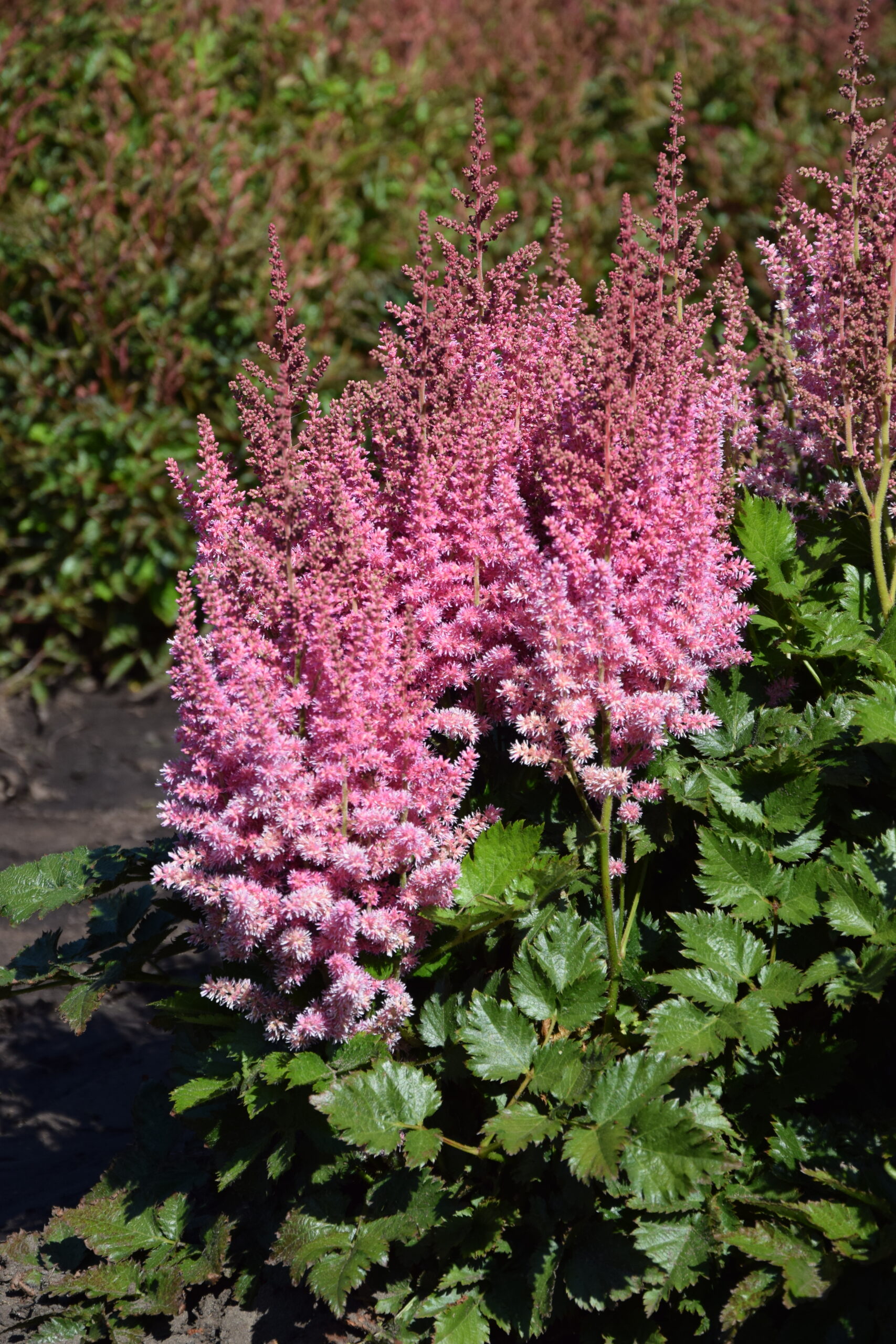 Astilbe Little Visions In Pink - Walter Blom Plants B.V.