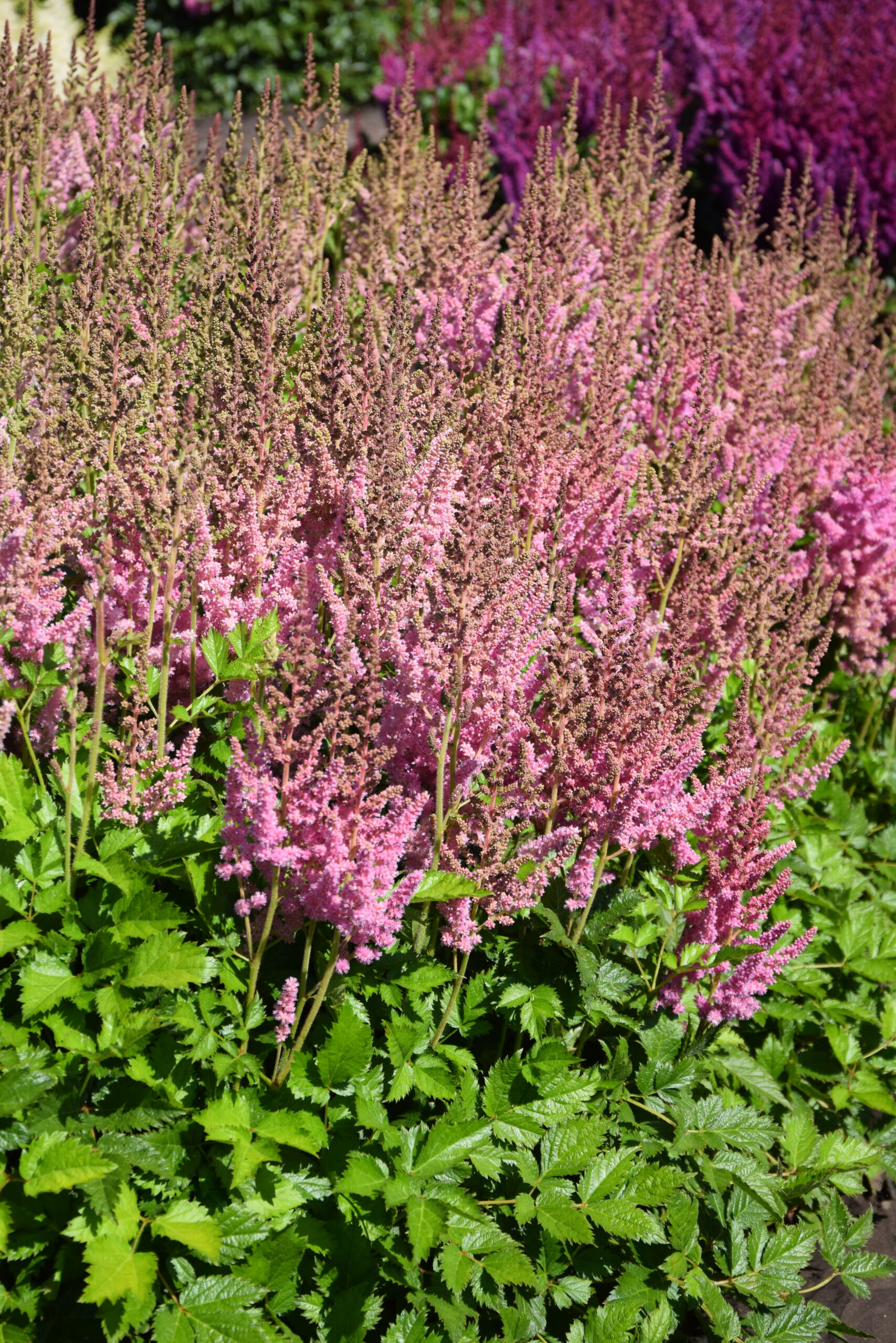 Astilbe Visions In Pink - Walter Blom Plants B.V.