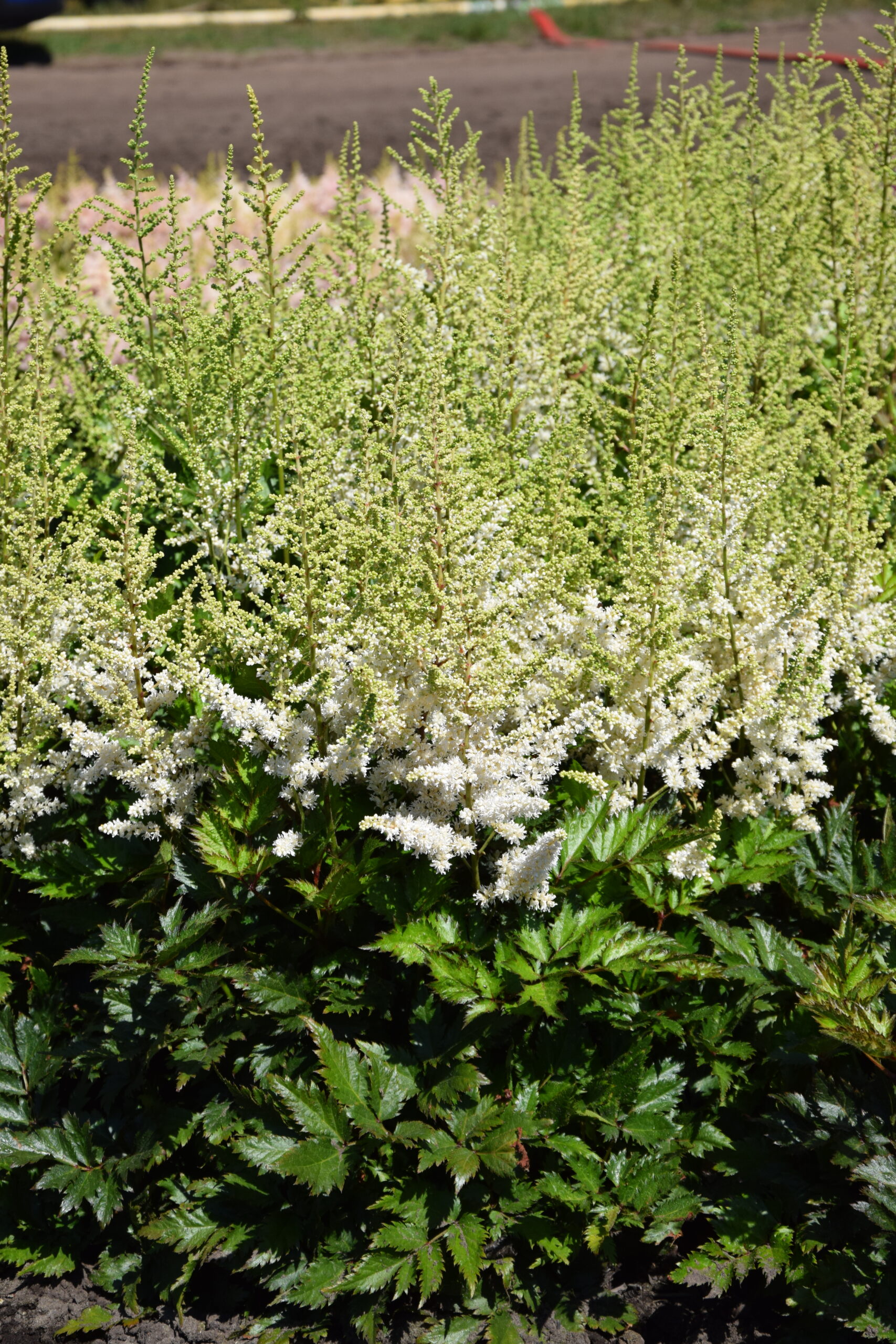 Astilbe Visions In White Delight - Walter Blom Plants B.V.