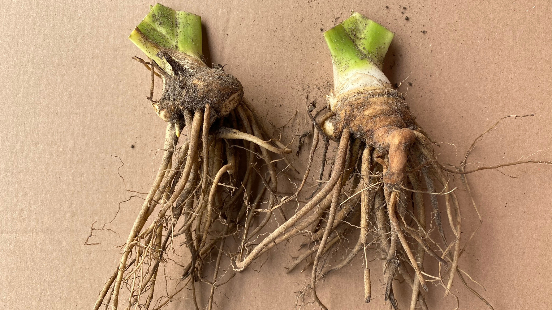 Bare Roots - Holtex